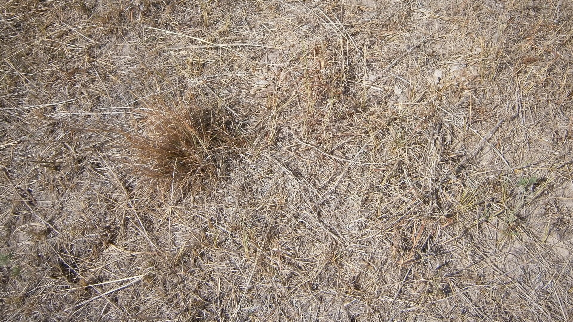 Recording Available for Nebraska Extension Addressing Drought Prep for ...