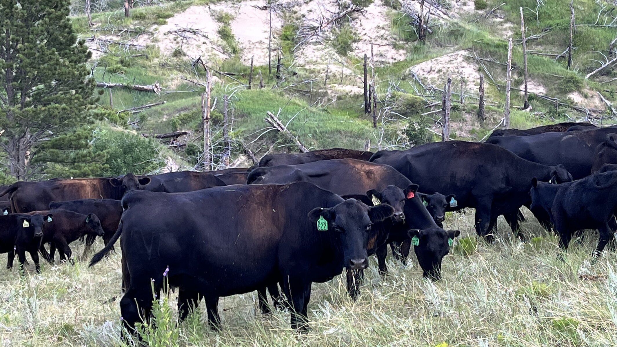 Simple Synchronization of Cows - One Injection, One Time through the ...