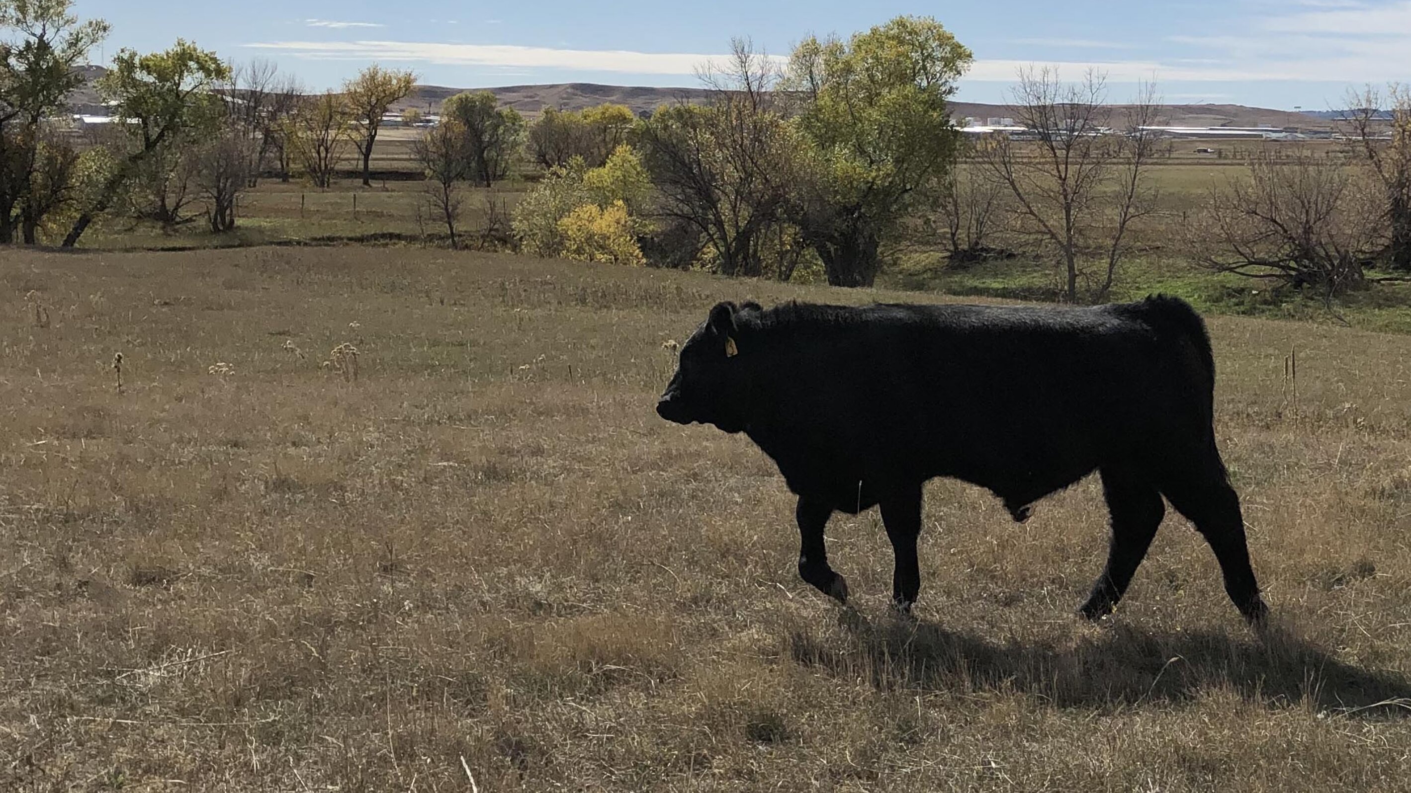 Managing and developing young beef bulls | UNL Beef | Nebraska