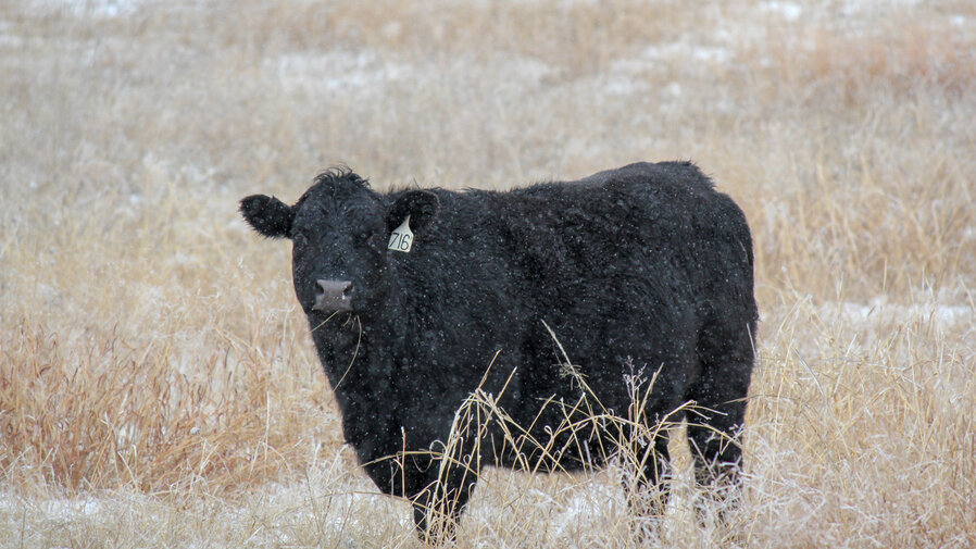 Winterizing Your Cowherd- Managing Cows Through Cold Stress | UNL Beef ...