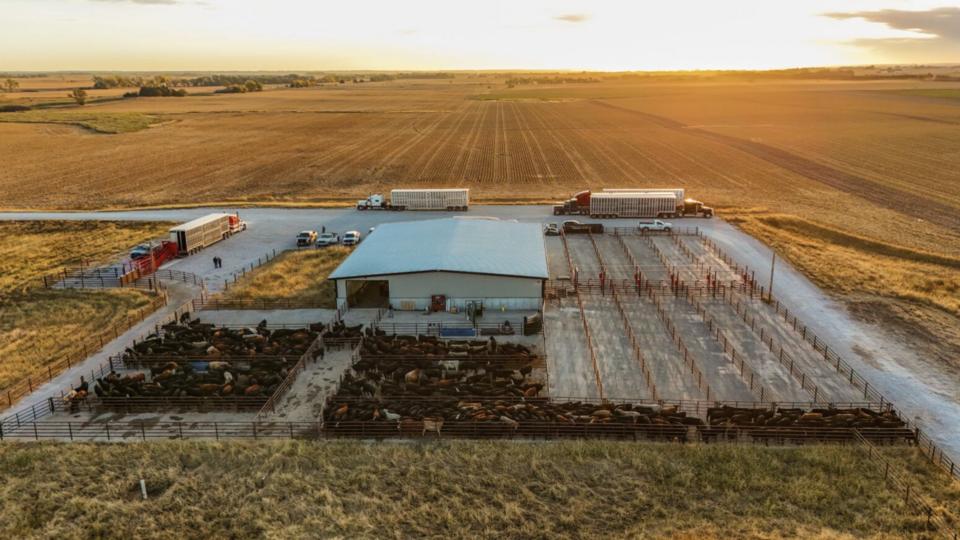 Preliminary UNL Beef research shows no performance loss associated with ...