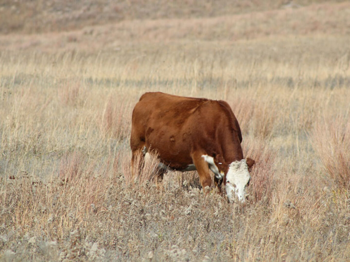 Educational Events | UNL Beef | Nebraska