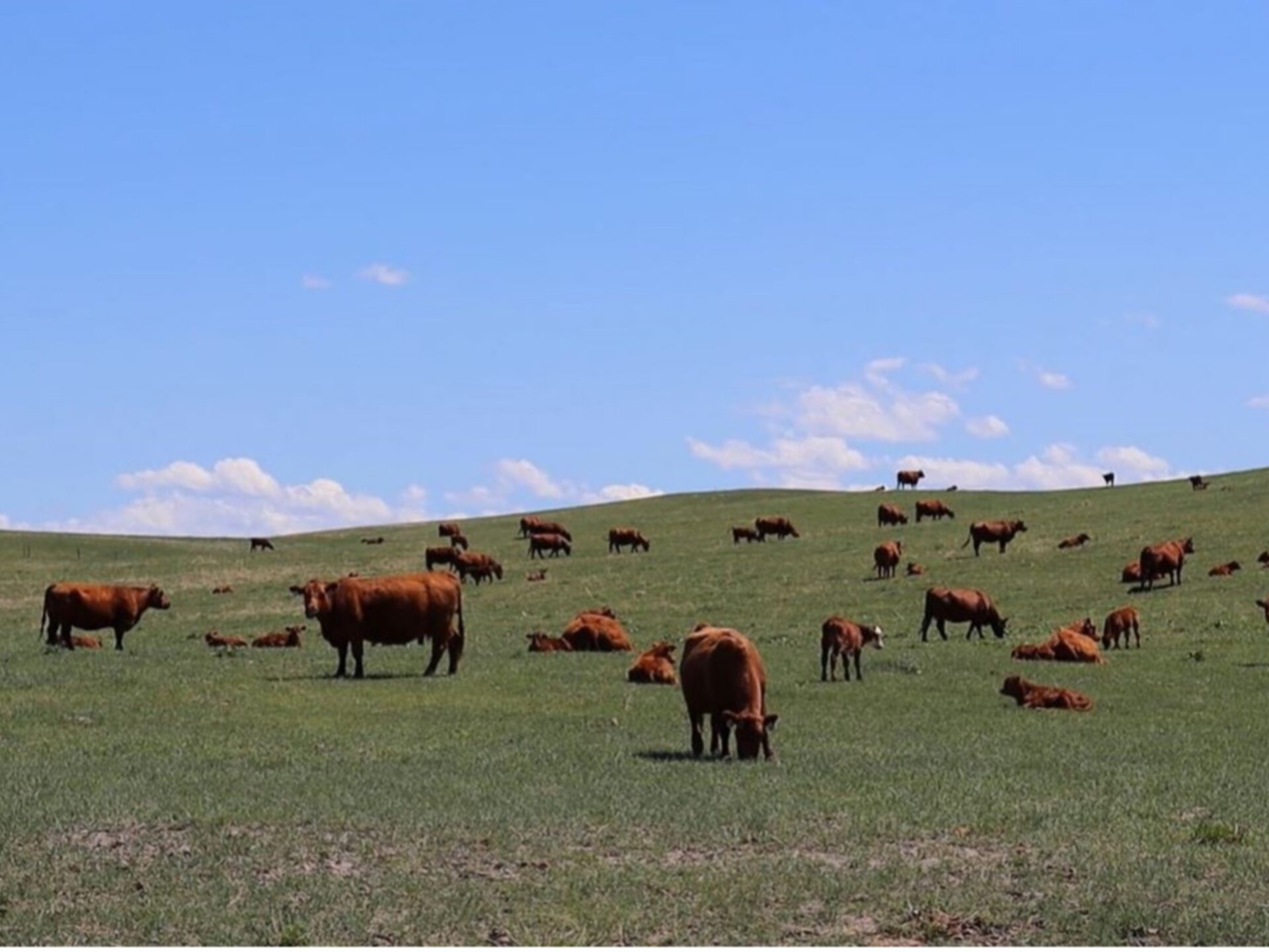 Guides and Calendars | UNL Beef | Nebraska