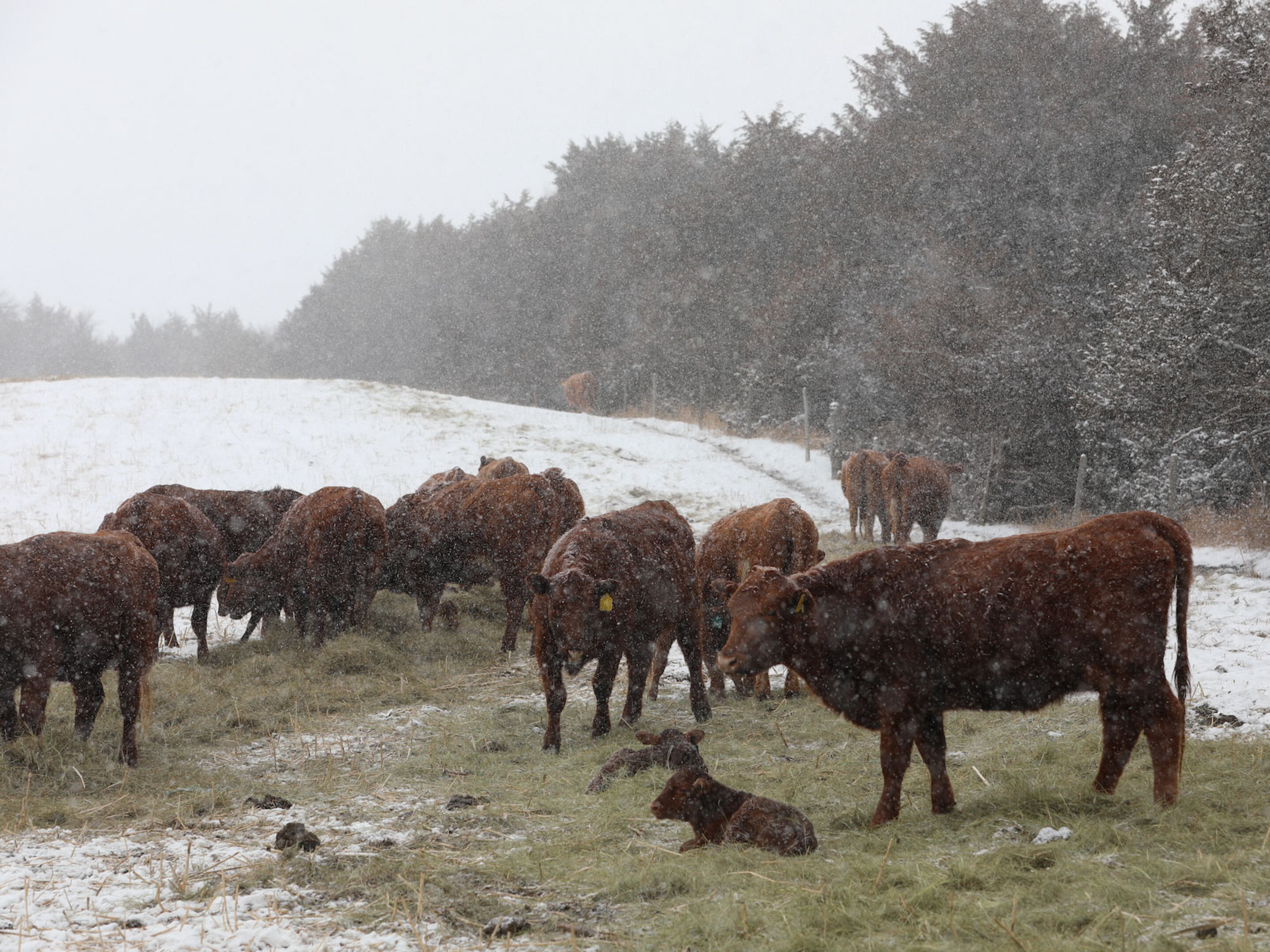 Guides and Calendars | UNL Beef | Nebraska