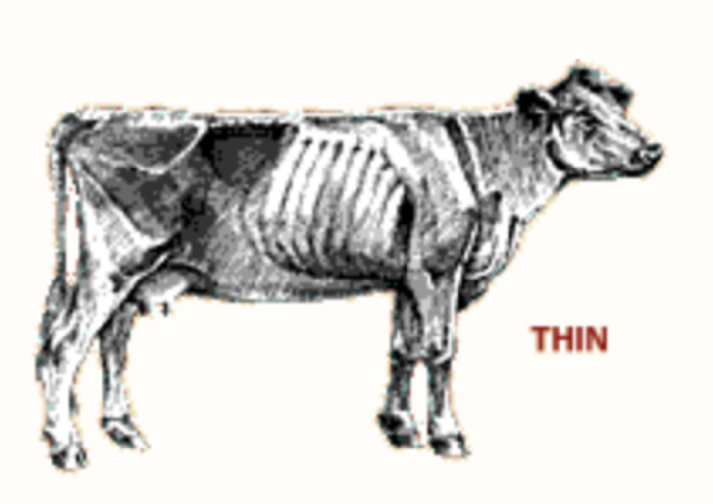 Nine Point Body Condition Scoring for Beef Cow Herd | UNL Beef | Nebraska