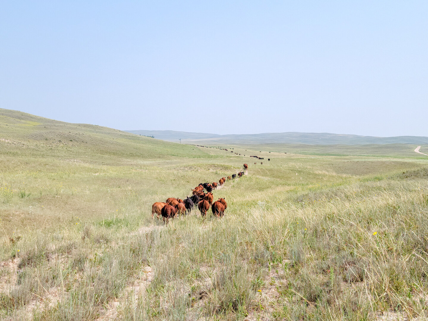 How Much Pasture do I Need and What are AUMs? | UNL Beef | Nebraska