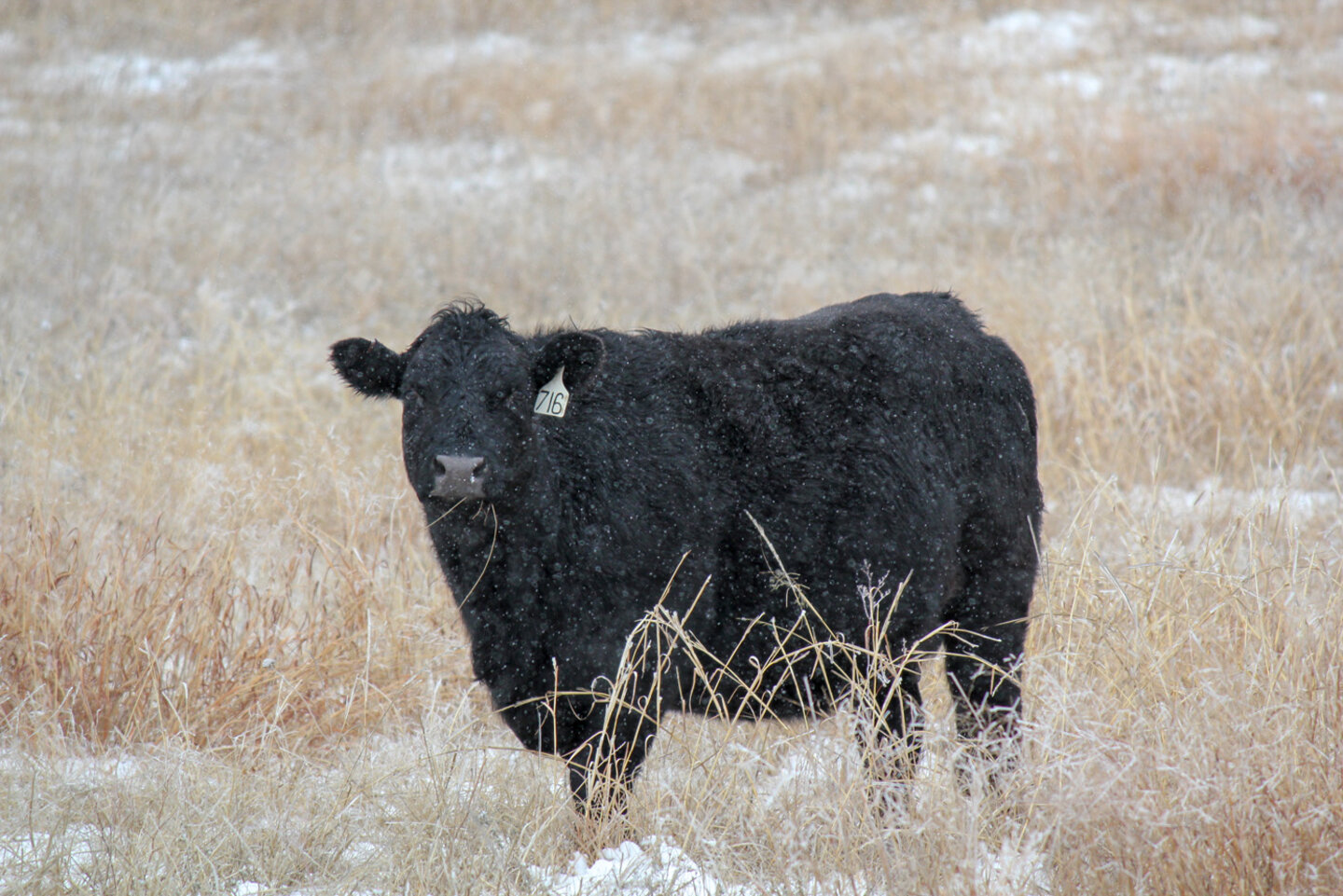 Winterizing Your Cowherd- Managing Cows Through Cold Stress | UNL Beef ...