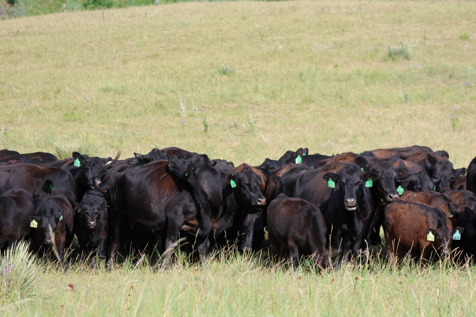 Controlling Flies on Pastured Cattle | UNL Beef | Nebraska