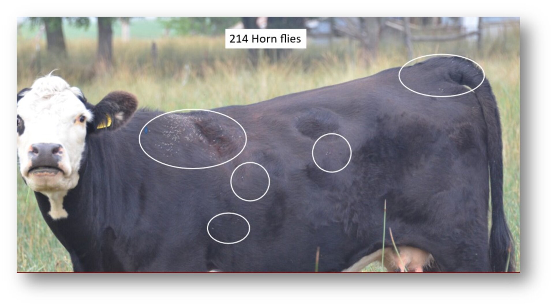 Horn Flies and Grazing Cattle | UNL Beef | Nebraska