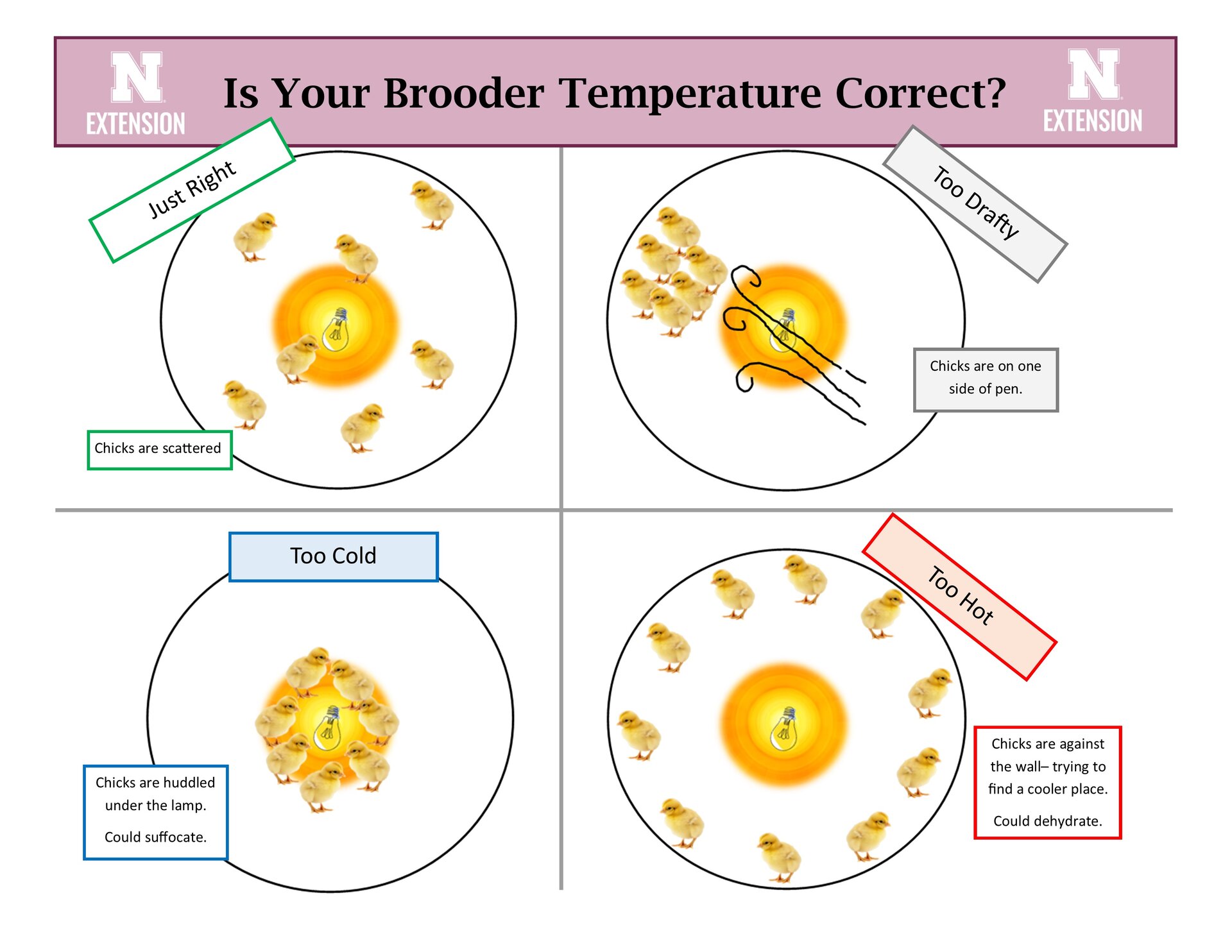 Raising Healthy Backyard Chickens: Tips from a Poultry Expert | UNL ...