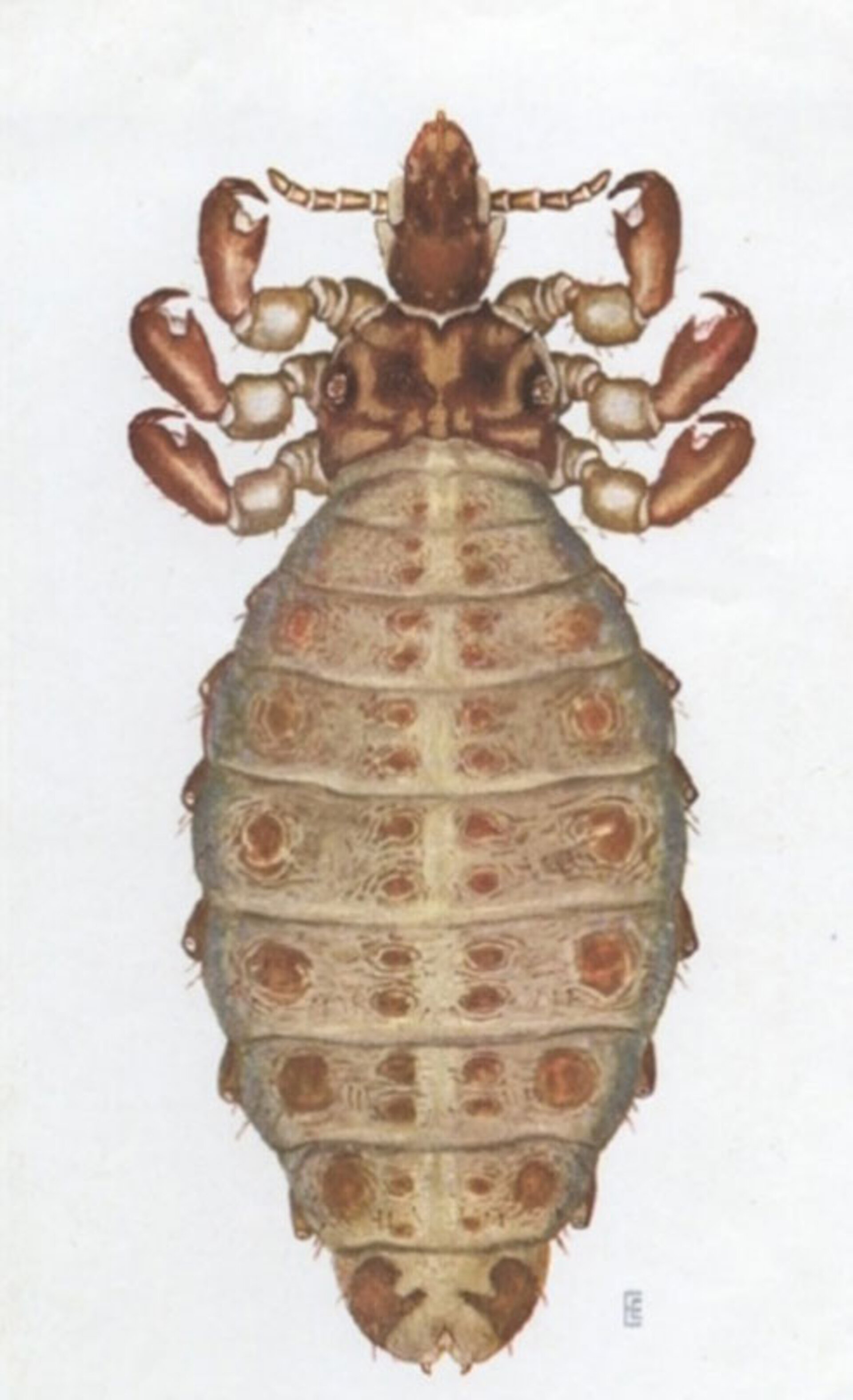 Cattle Lice | UNL Beef | Nebraska