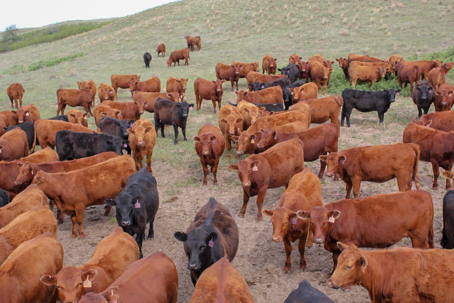 Do Heifers Have More Potential Value Than Steers? | UNL Beef | Nebraska