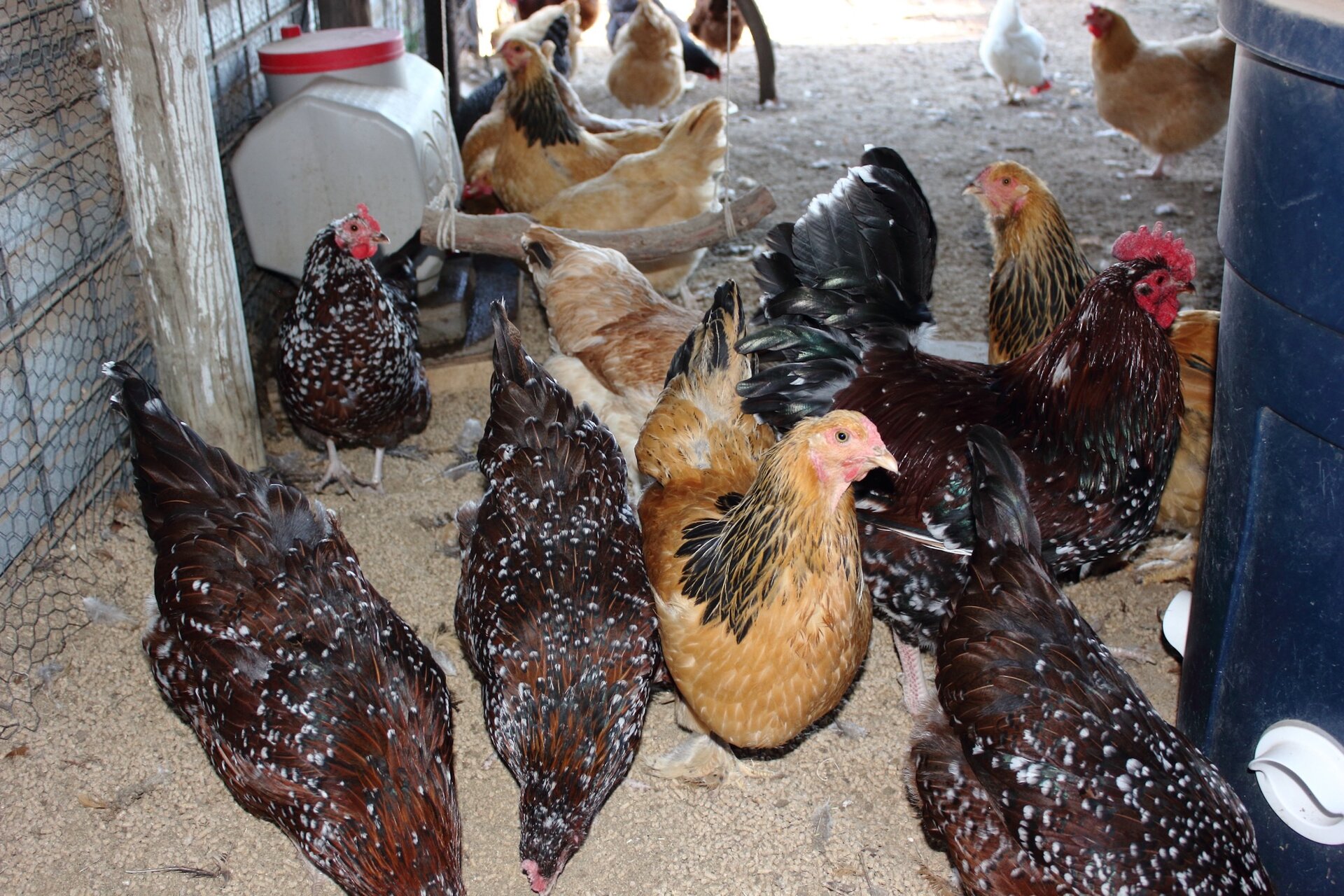 Raising Healthy Backyard Chickens: Tips from a Poultry Expert | UNL ...