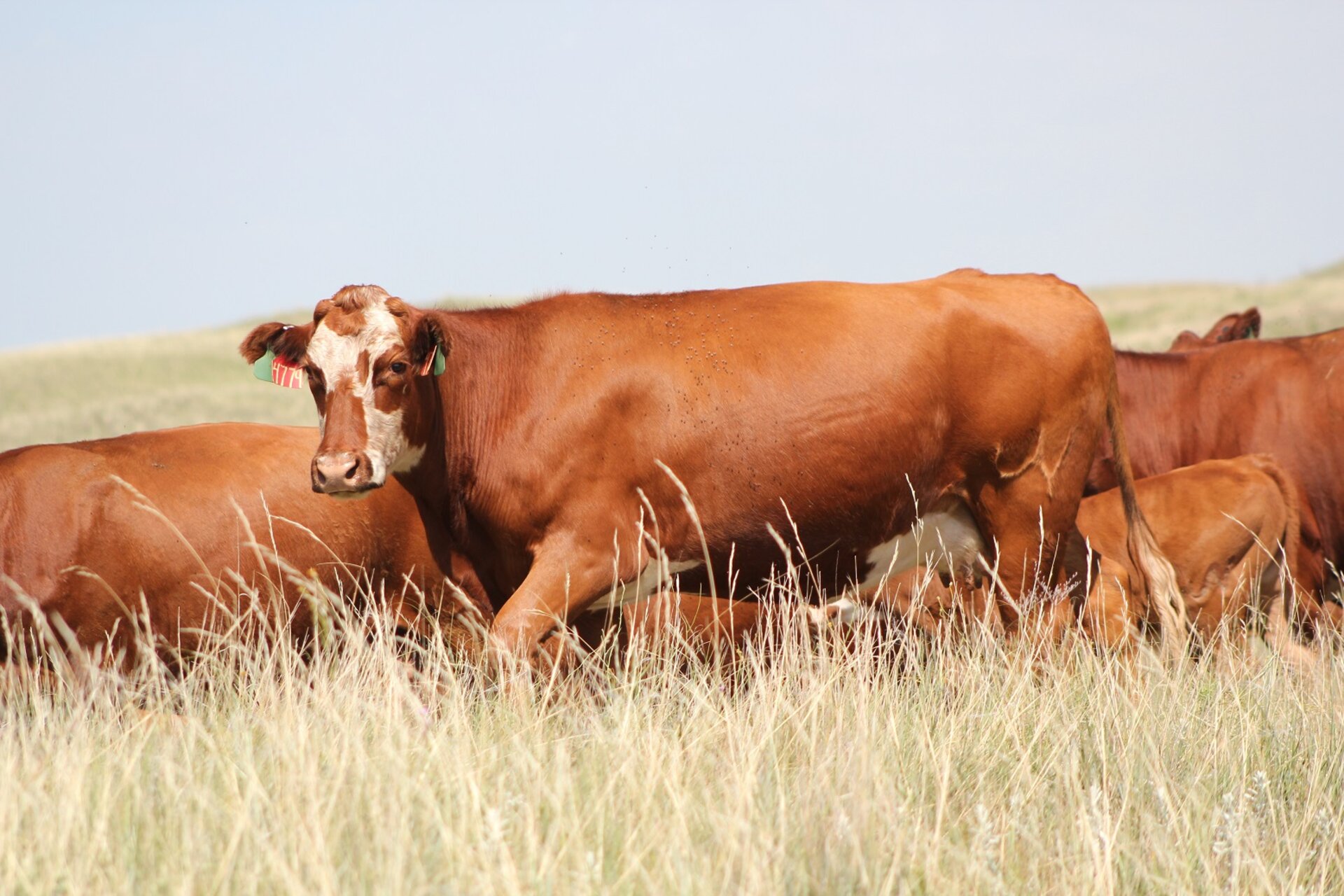 Will CIDRs bring cows into heat earlier so they calve sooner next year ...