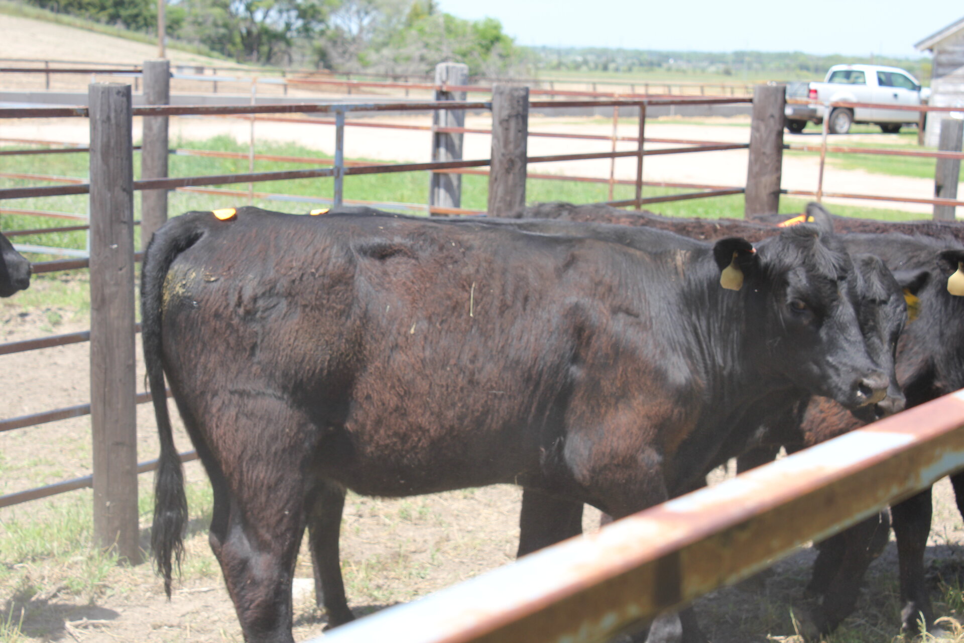 Acclimation to Handling Improved Timed AI Conception Rates in Yearling ...