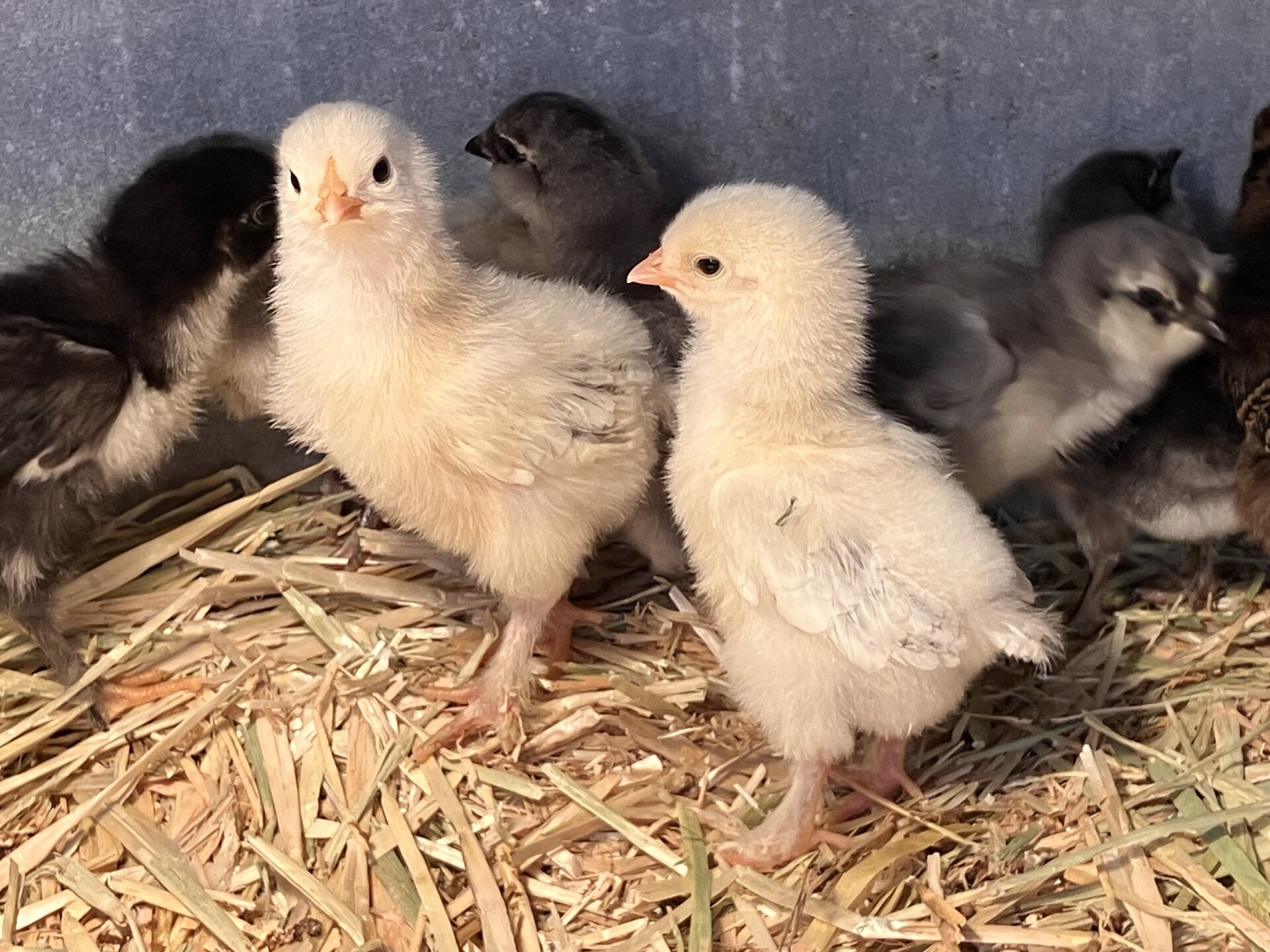 Raising Healthy Backyard Chickens: Tips from a Poultry Expert | UNL ...