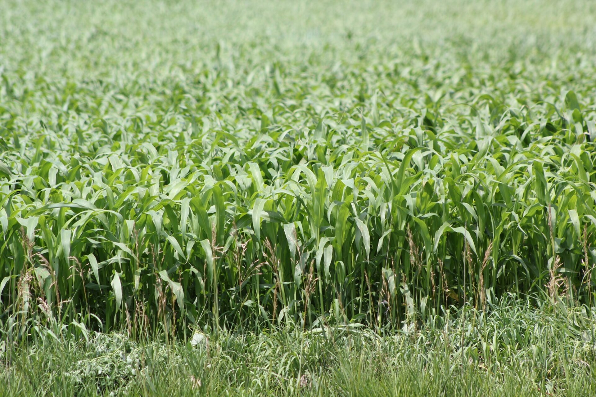 Annual Forage Options for July or August Planting - 2019 | UNL Beef ...