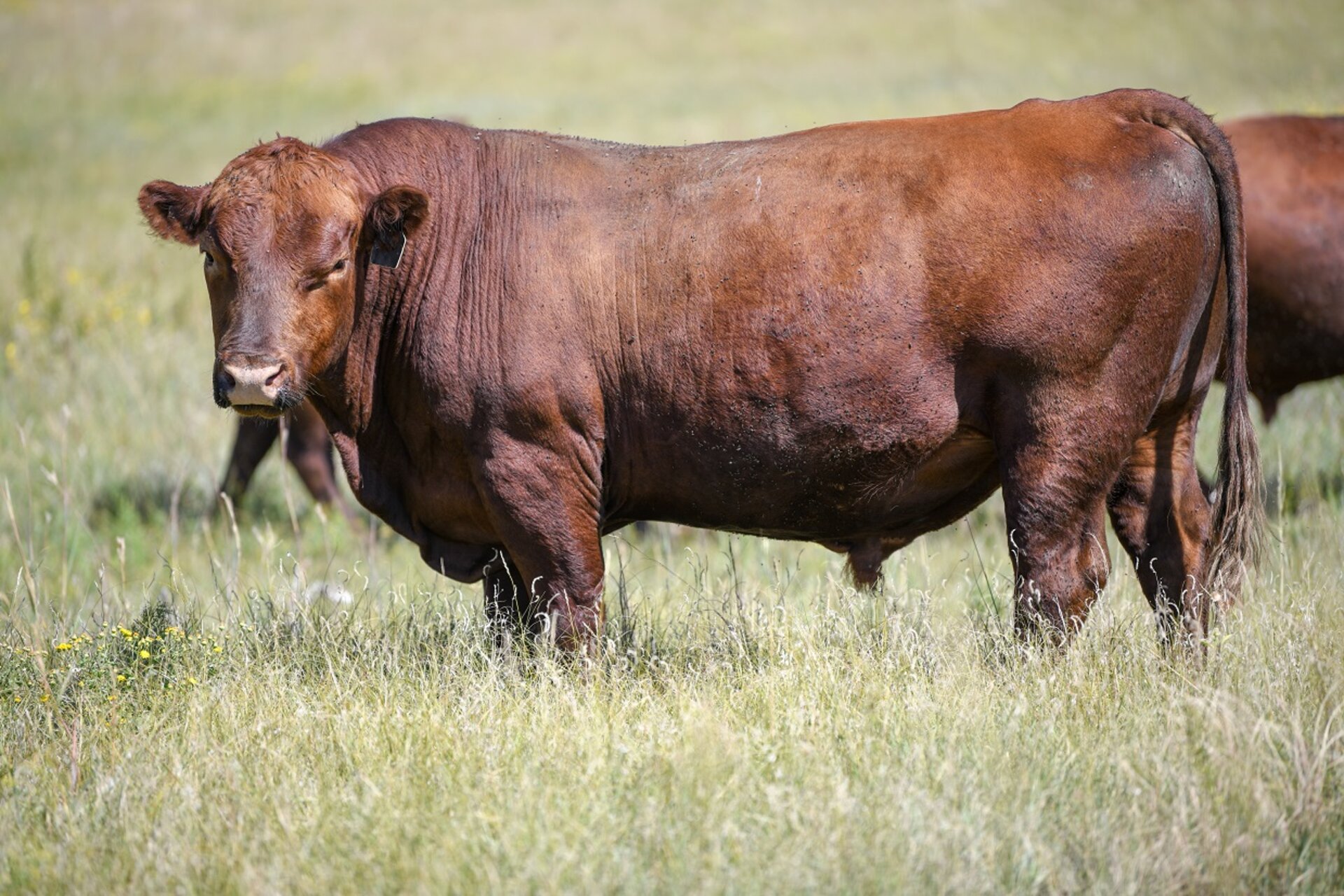 Managing Bull Fertility Prior to the Breeding Season | UNL Beef | Nebraska