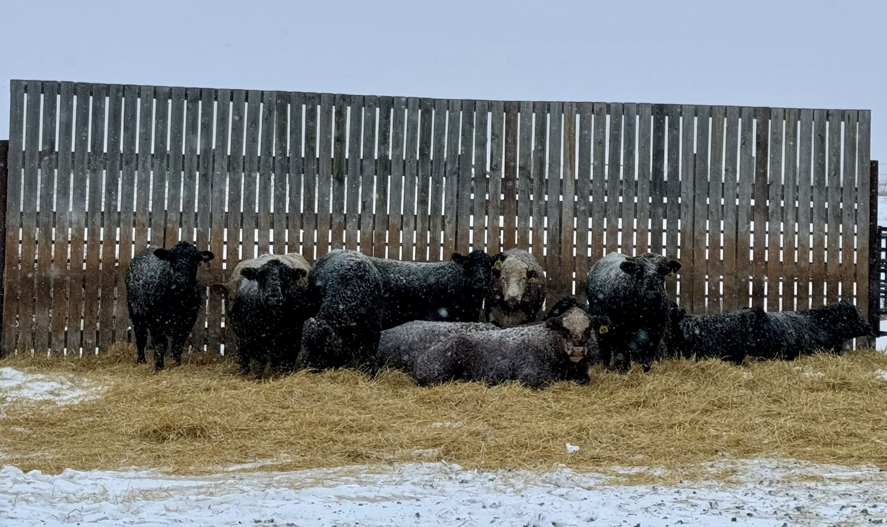 Feedlot Management Strategies to Combat Winter Weather | UNL Beef ...