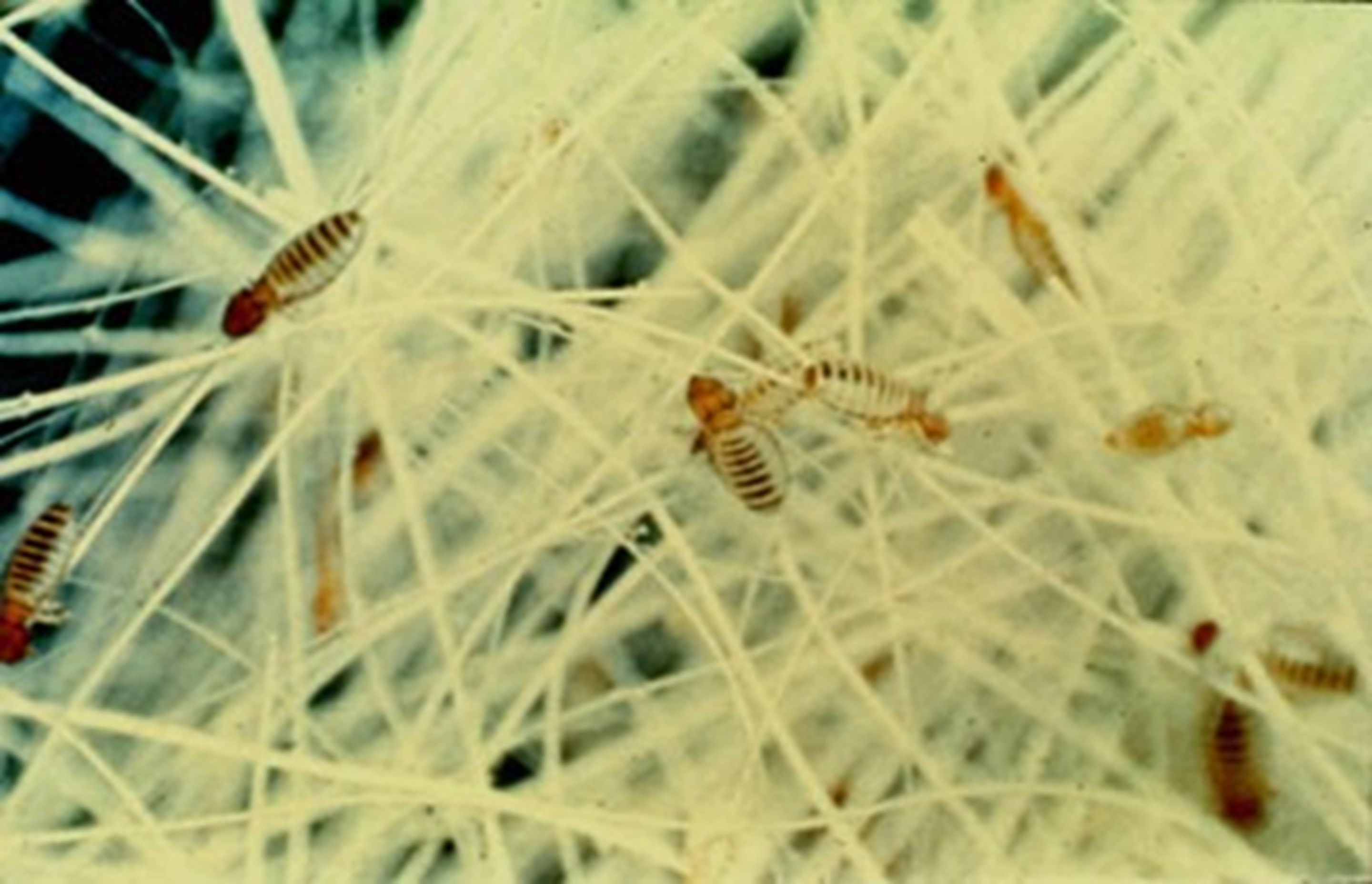 Fall Cattle Lice Treatments | UNL Beef | Nebraska