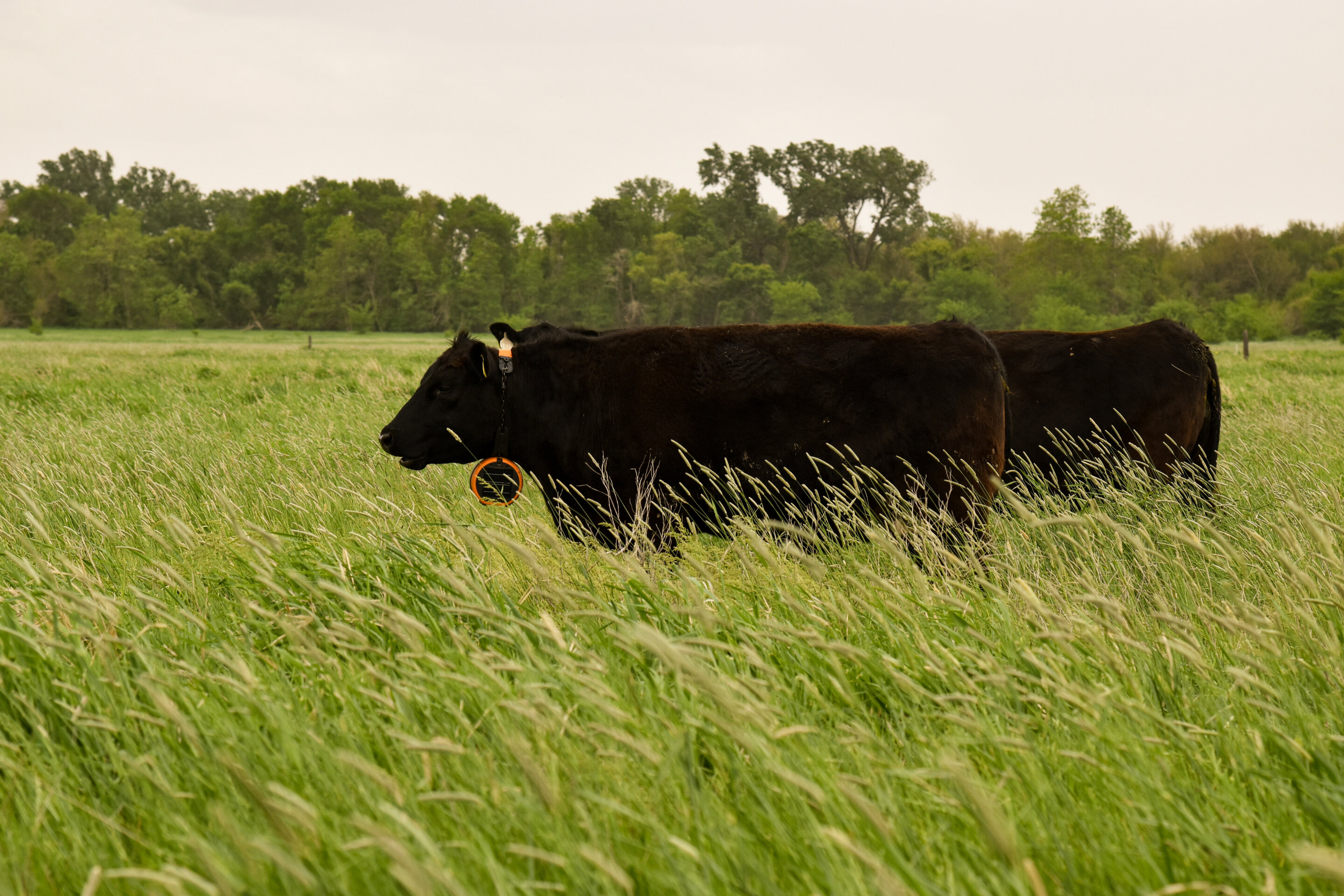 Is It Time to Consider Virtual Fencing for Intensive Grazing Management ...