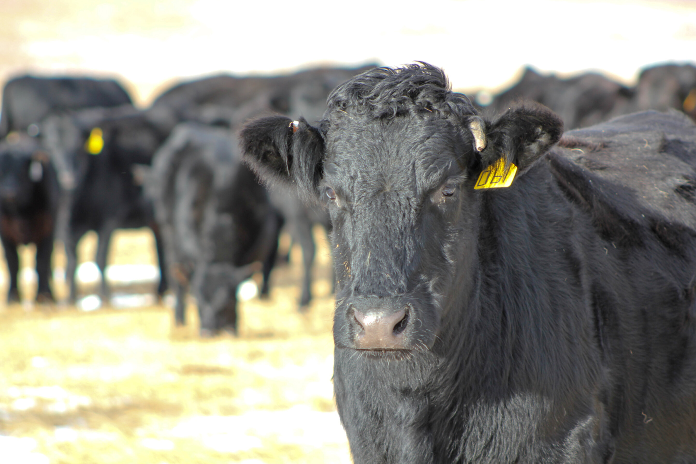 Corn Silage as a Feed Source for Beef Cows this Winter | UNL Beef ...