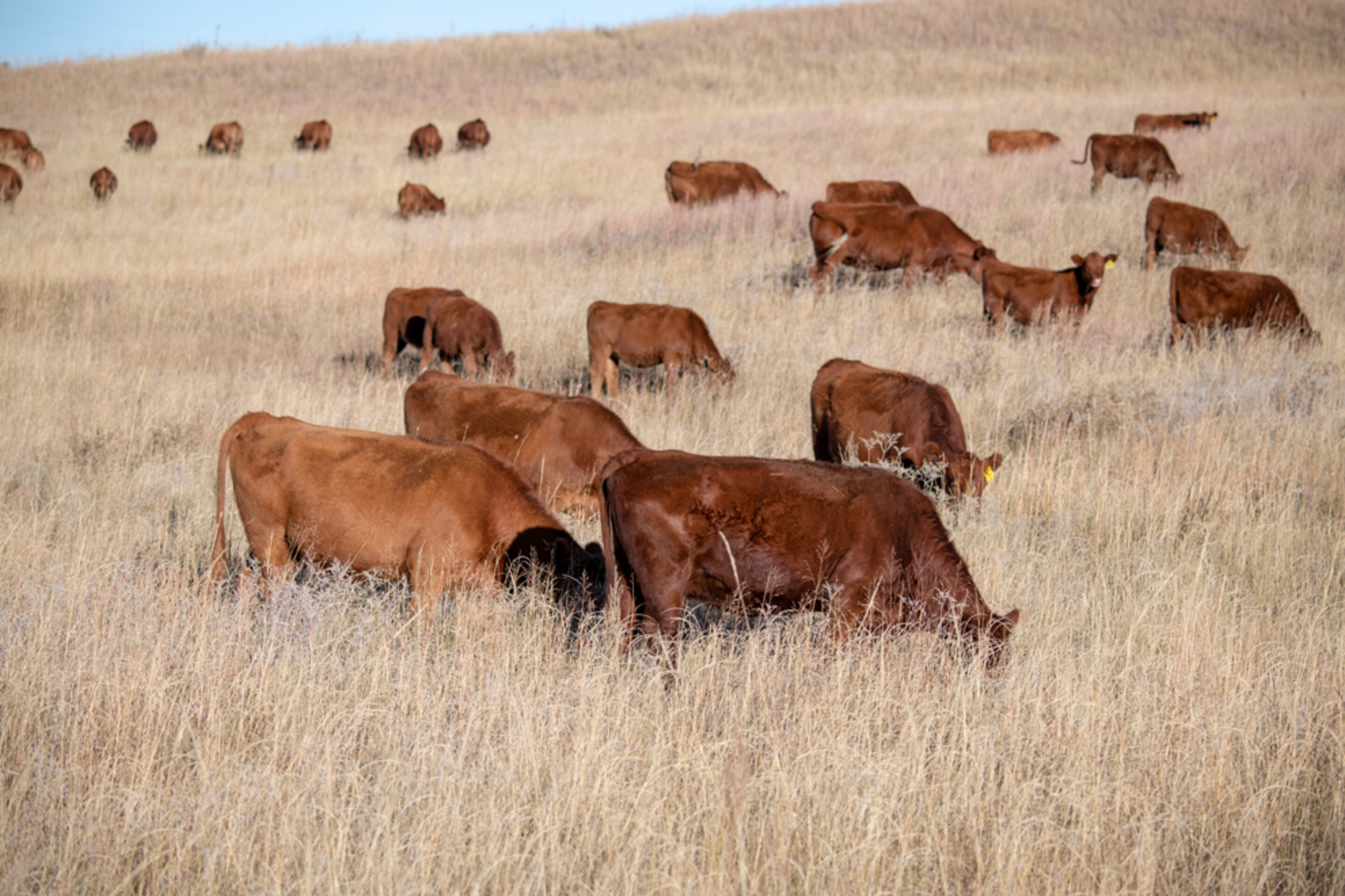 Cow Herd Report Card I: Pounds of calf weaned per cow exposed | UNL ...