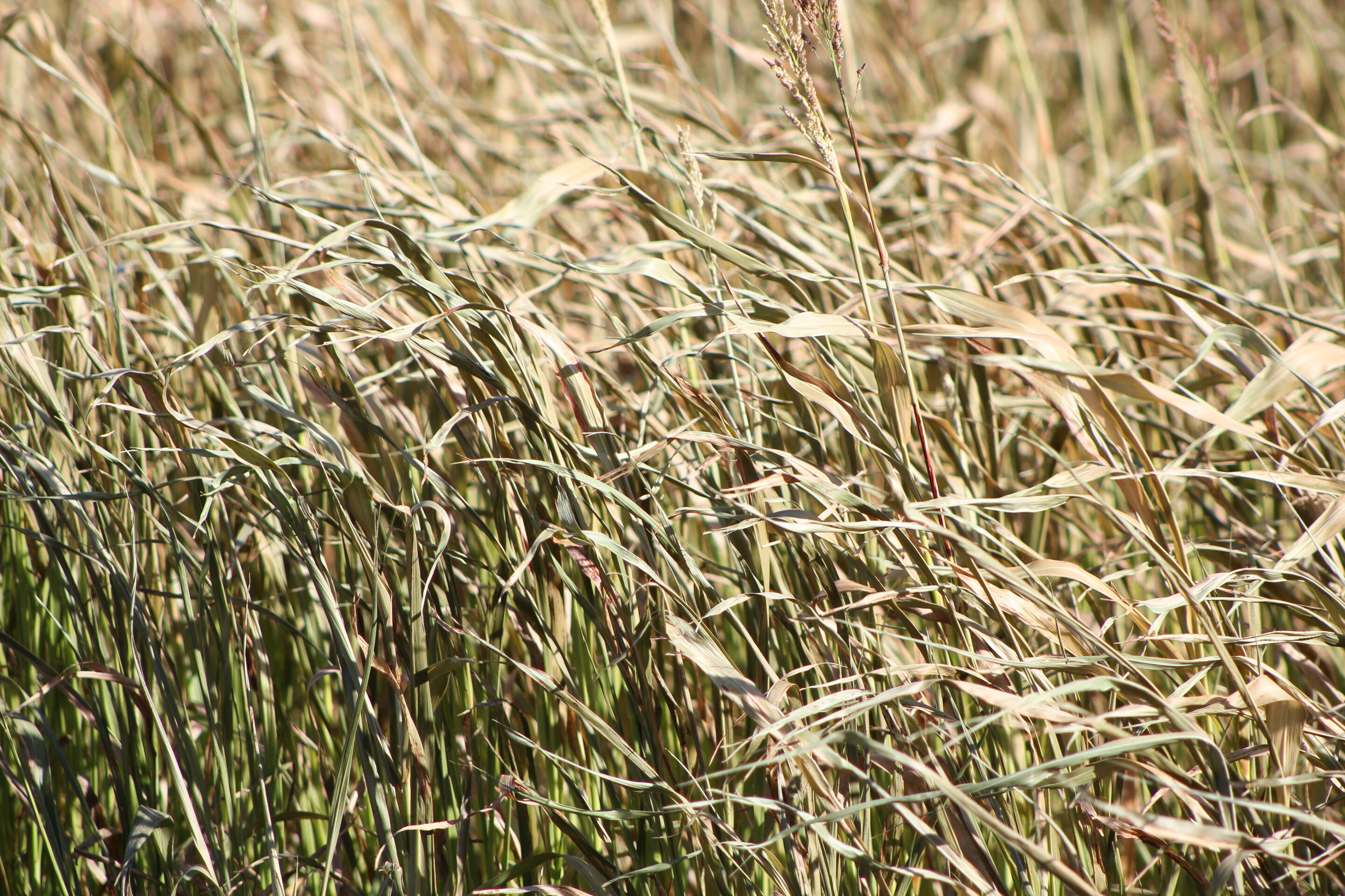 Avoiding Prussic Acid Poisoning in Grazing: When and How to Use a Quick ...