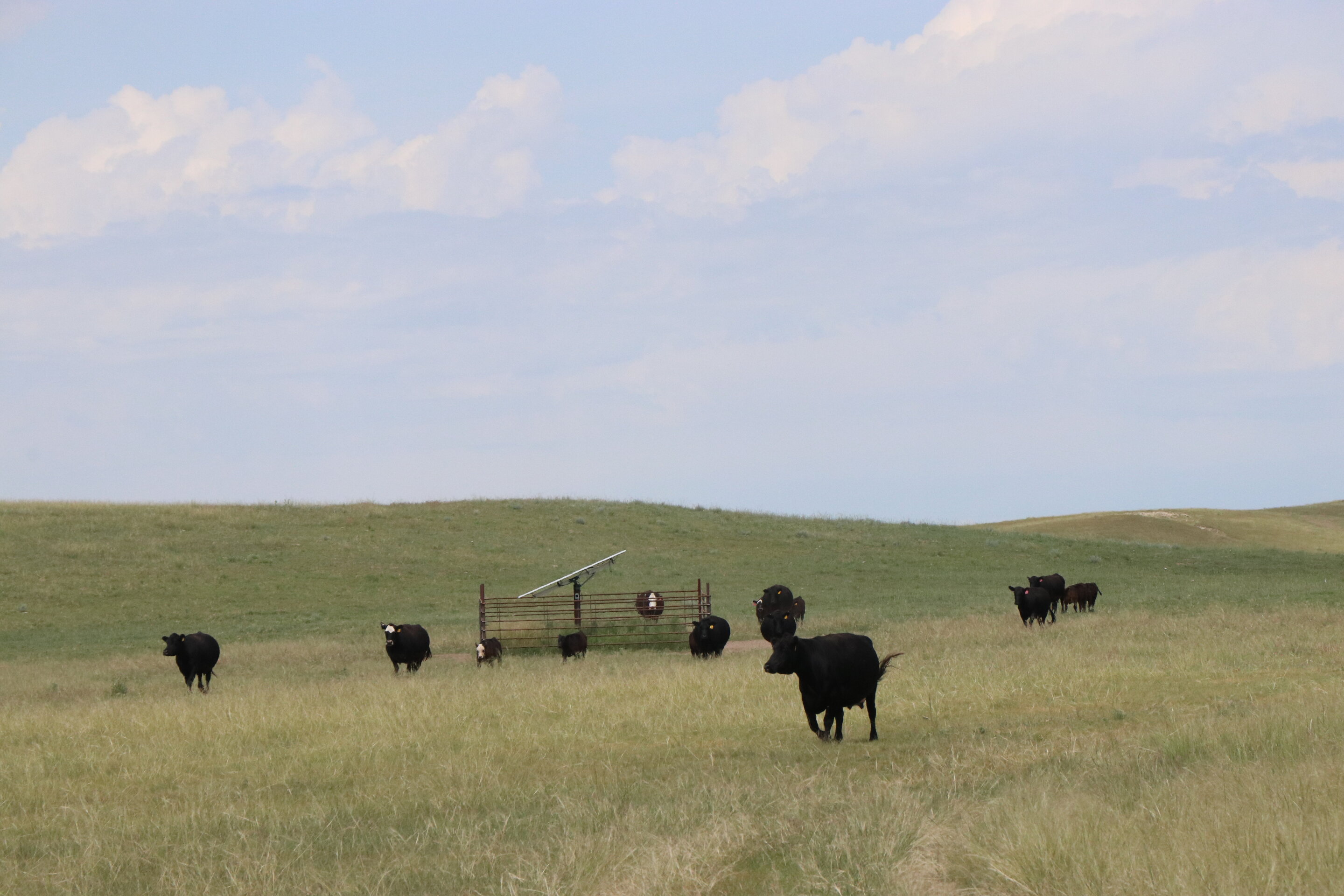 Understanding AUMs (Animal Unit Months) | UNL Beef | Nebraska