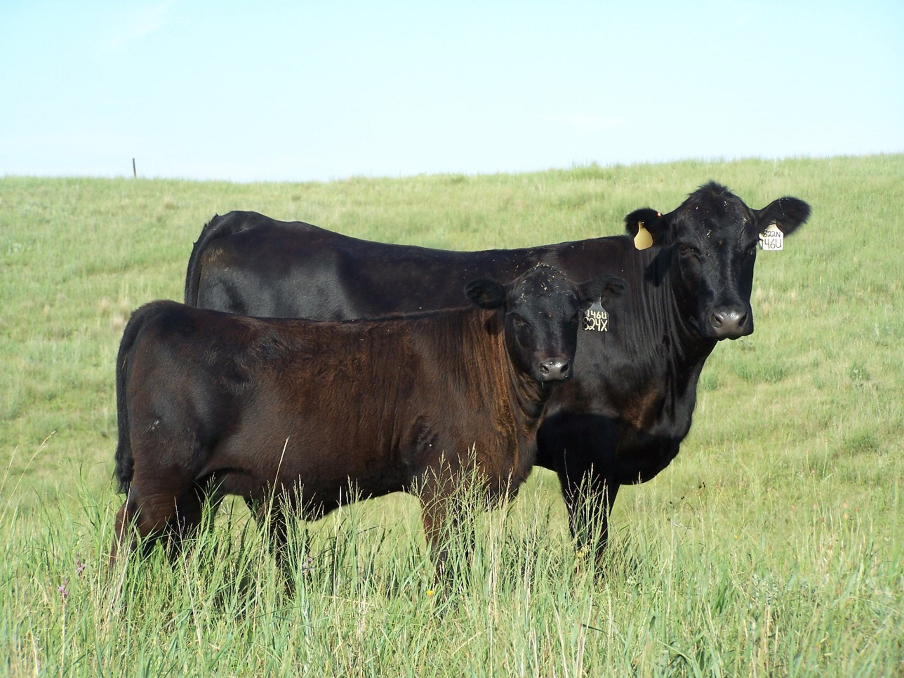 Reviewing Cow-Calf Share and Cash Lease Agreements | UNL Beef | Nebraska