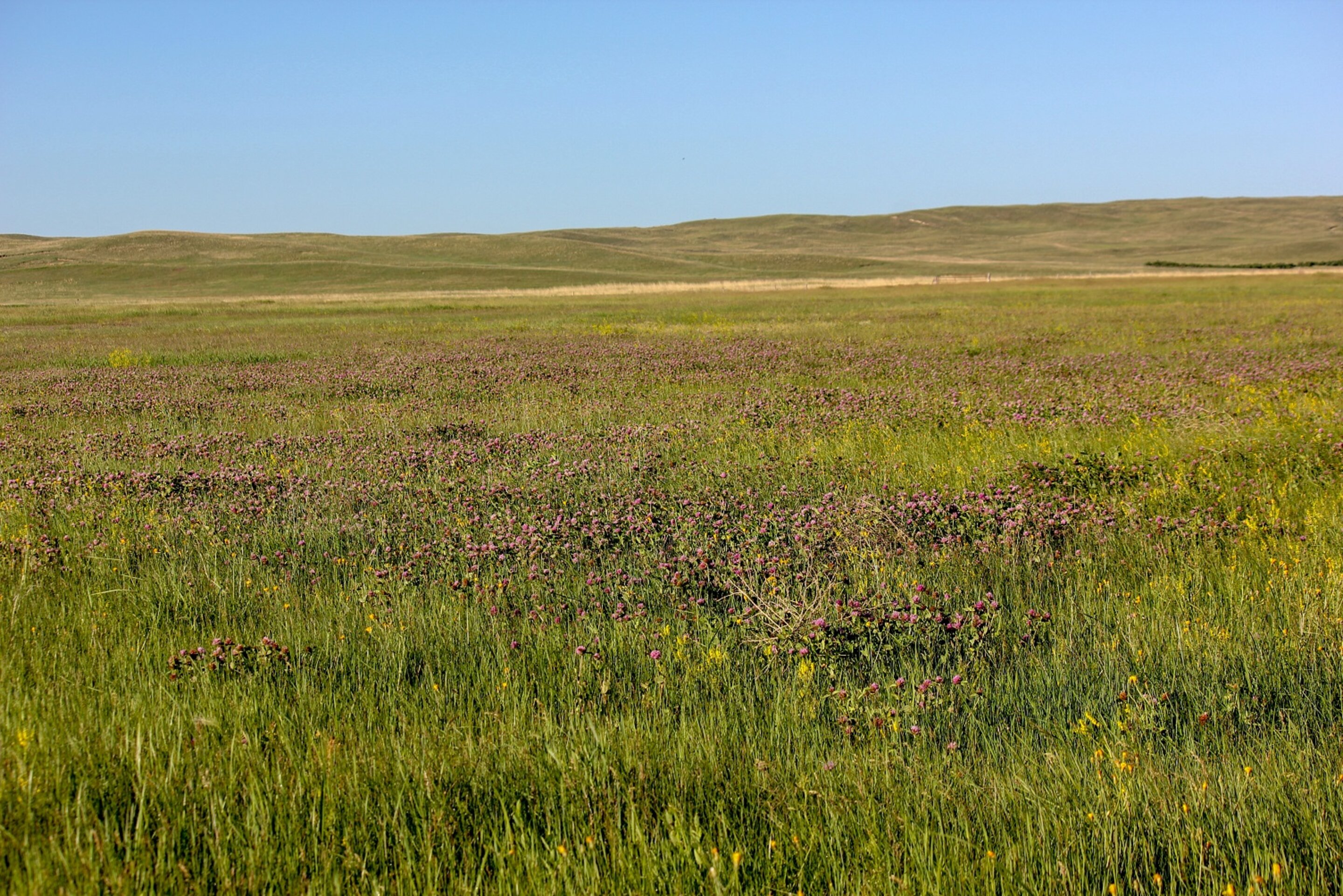 Is sweet clover good for cattle? | UNL Beef | Nebraska