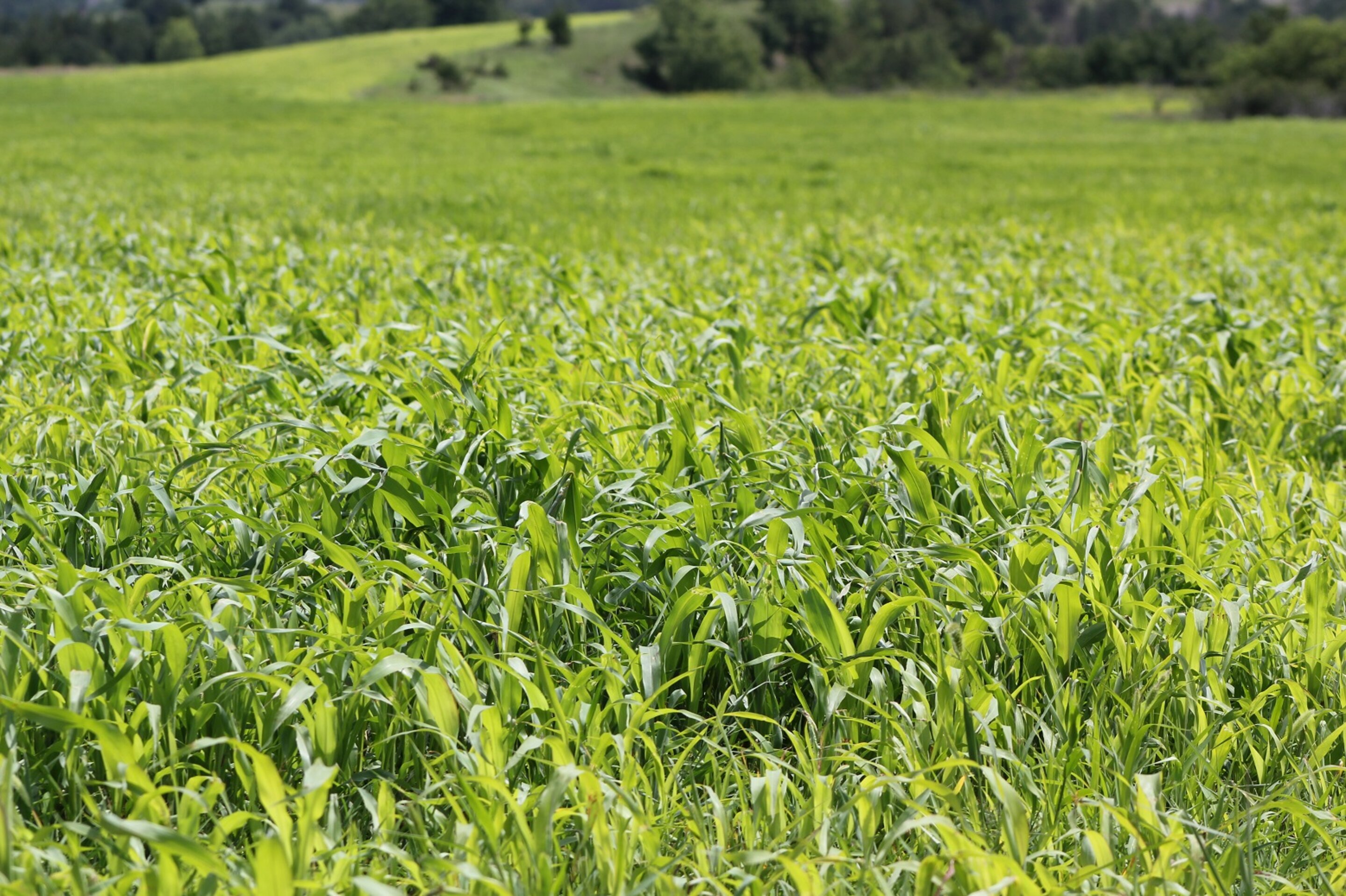 Pasture and Forage Minute: Selecting Summer Annual Forages | UNL Beef ...