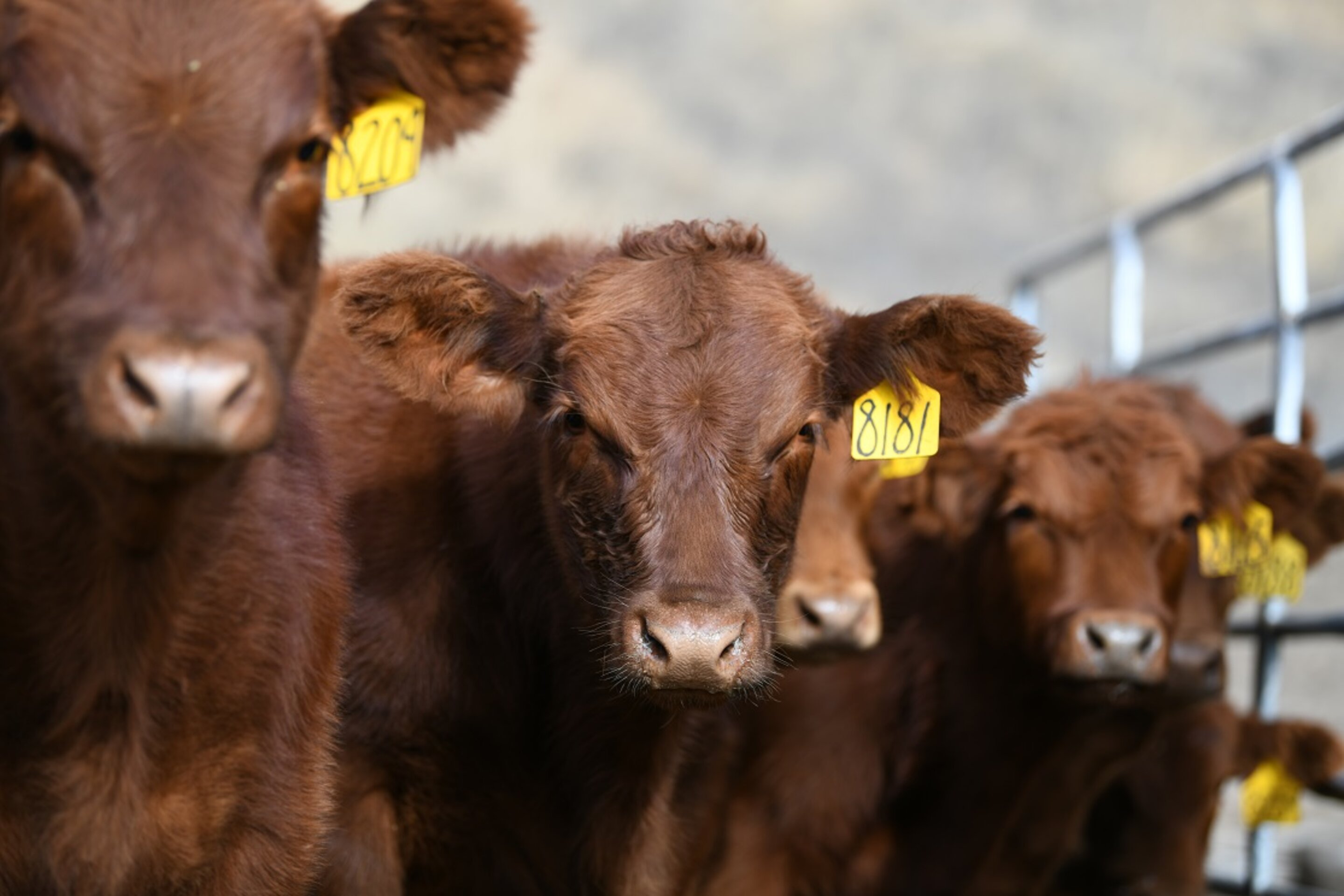 Best Practices for Managing Newly Received Feeder Calves | UNL Beef ...