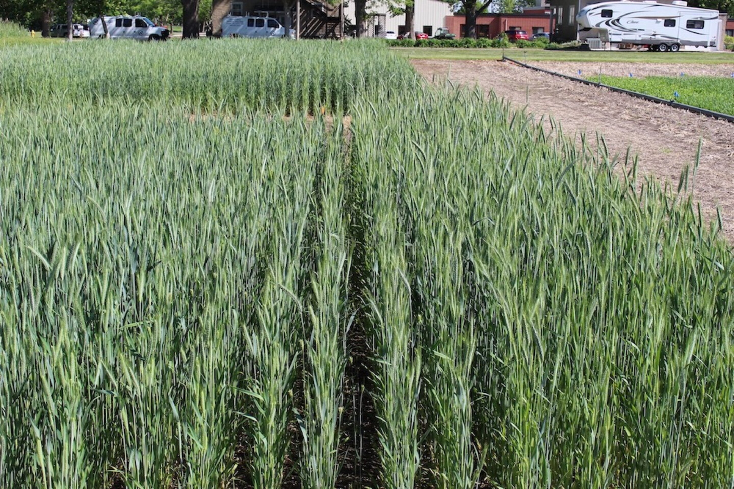 Harvesting, Storing and Feeding Small Grain Silage - A Producer's ...