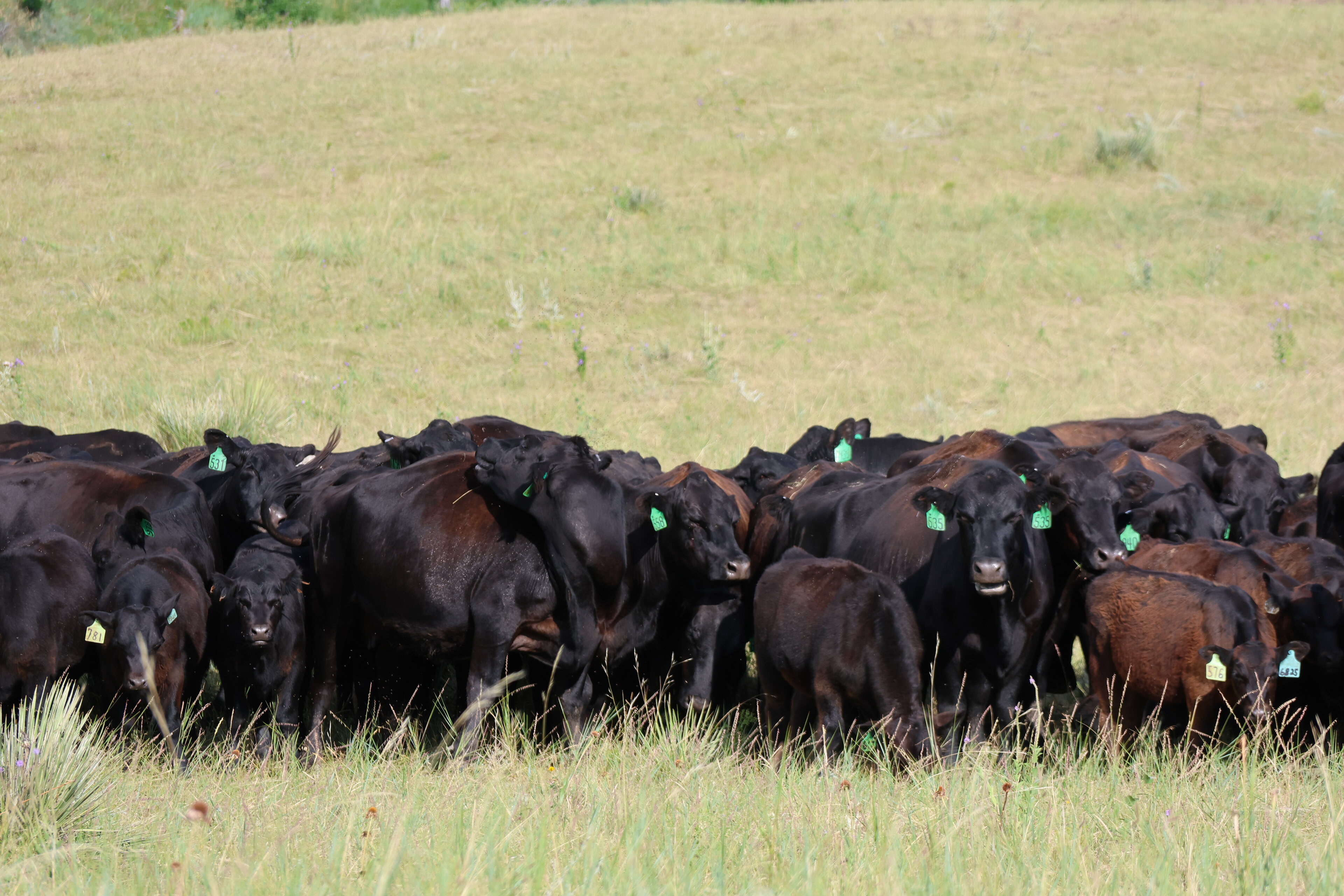 Controlling Flies on Pastured Cattle | UNL Beef | Nebraska