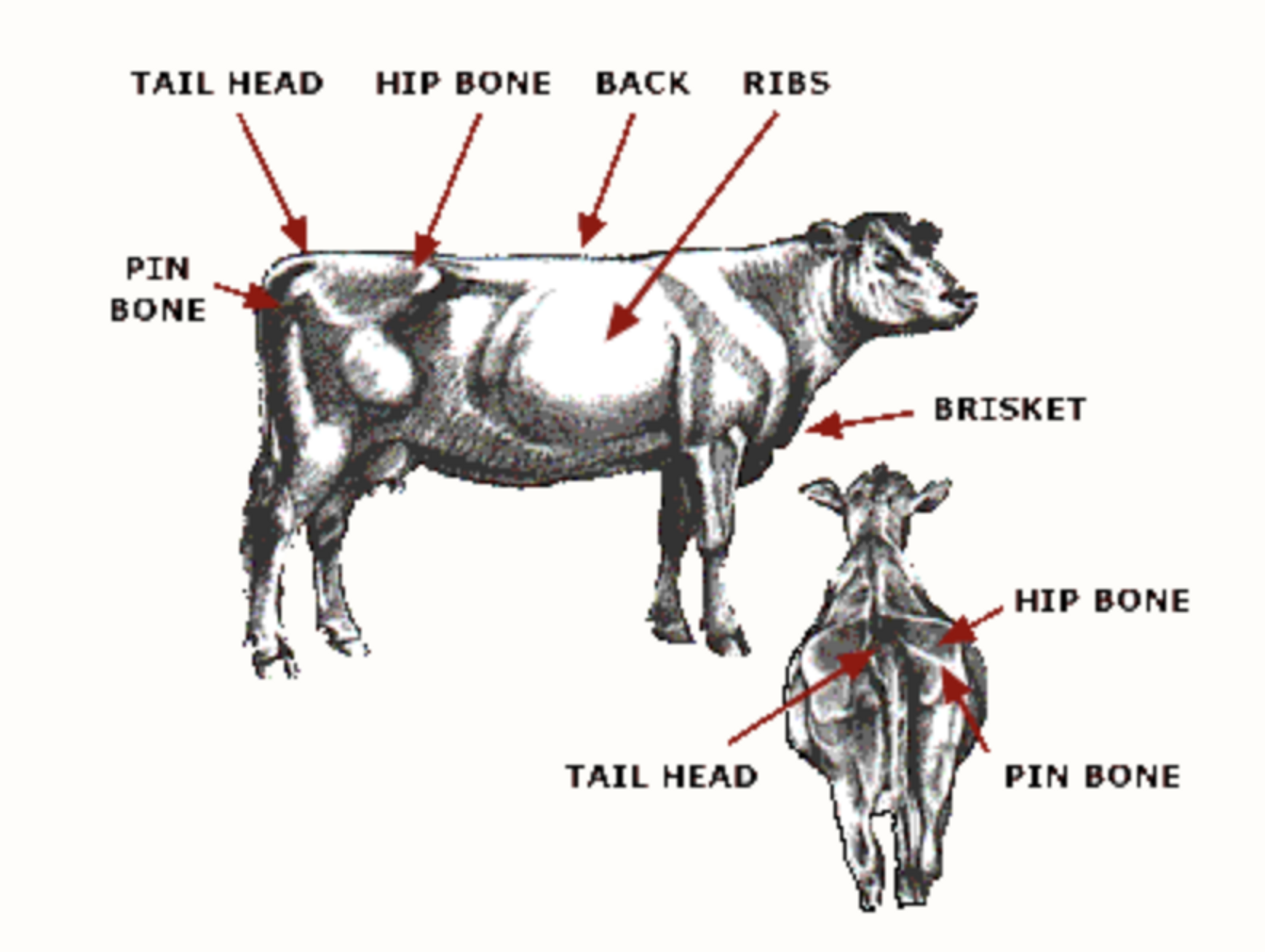 Guide to Body Condition Scoring Your Beef Cow Herd | UNL Beef | Nebraska