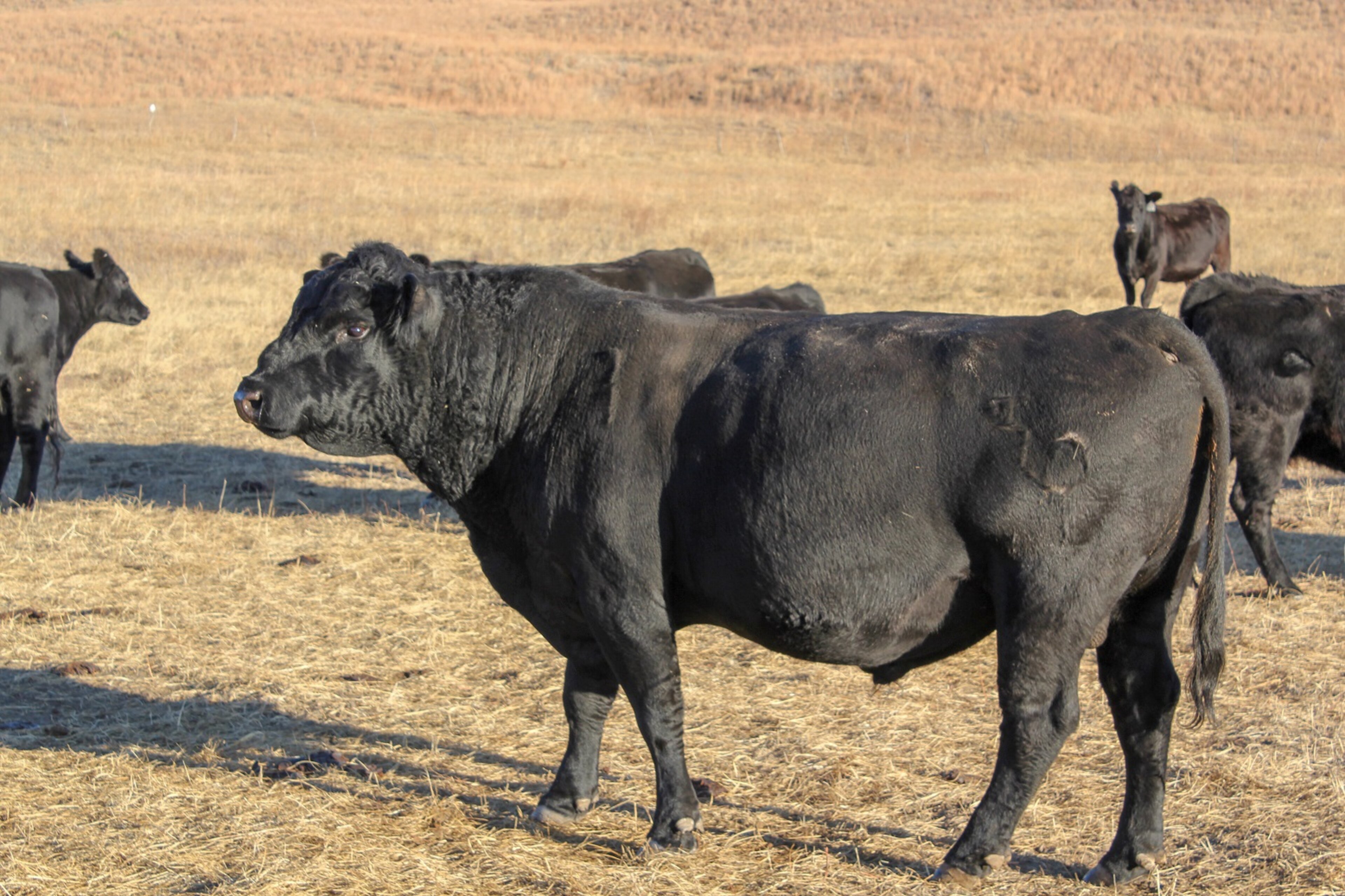 Management of Young Bulls Before and After the Breeding Season | UNL ...