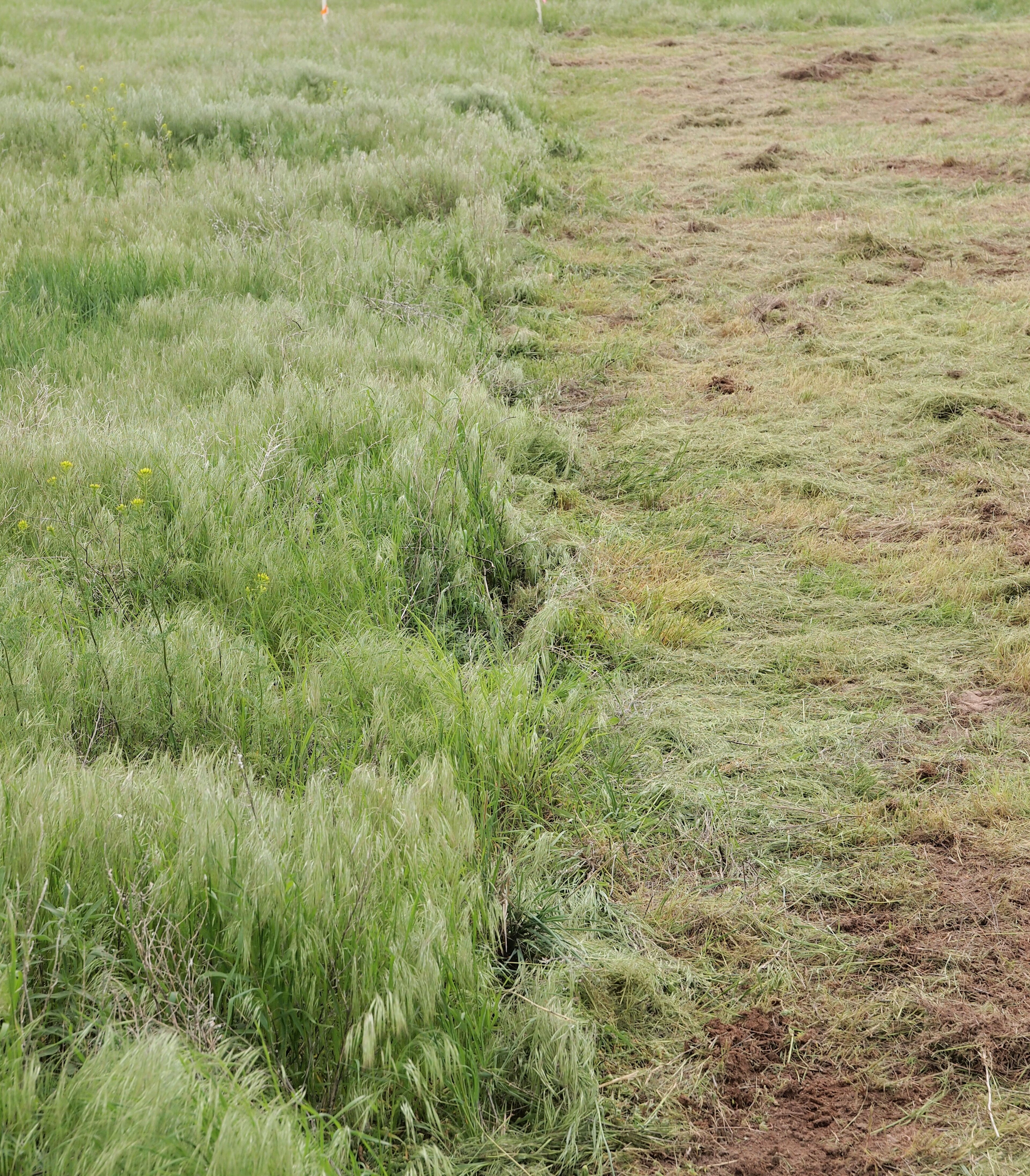Using herbicide for cheatgrass (Bromus tectorum) management in the ...