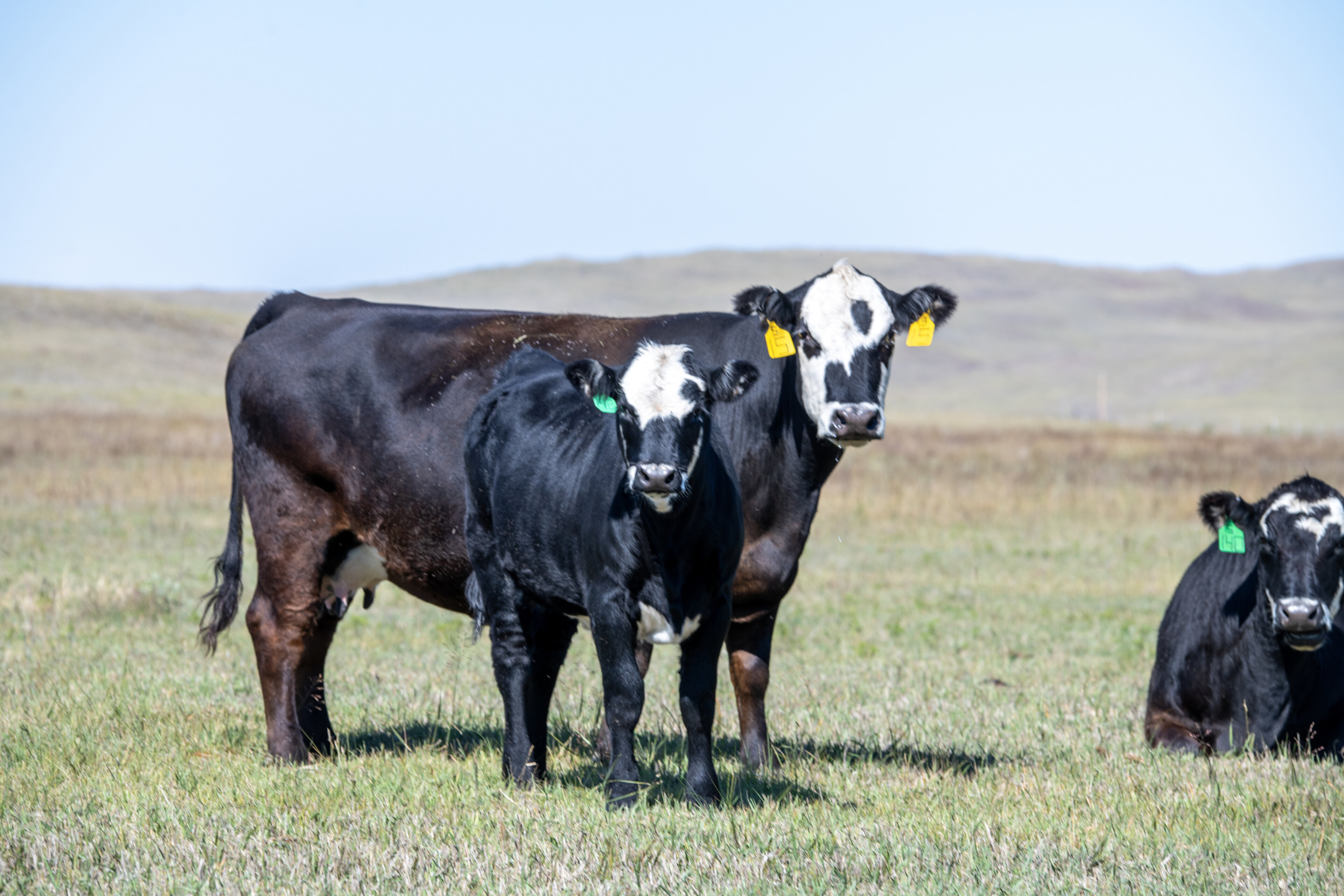 The 5% Factor for Improving Profitability for Cow-calf Producers | UNL ...