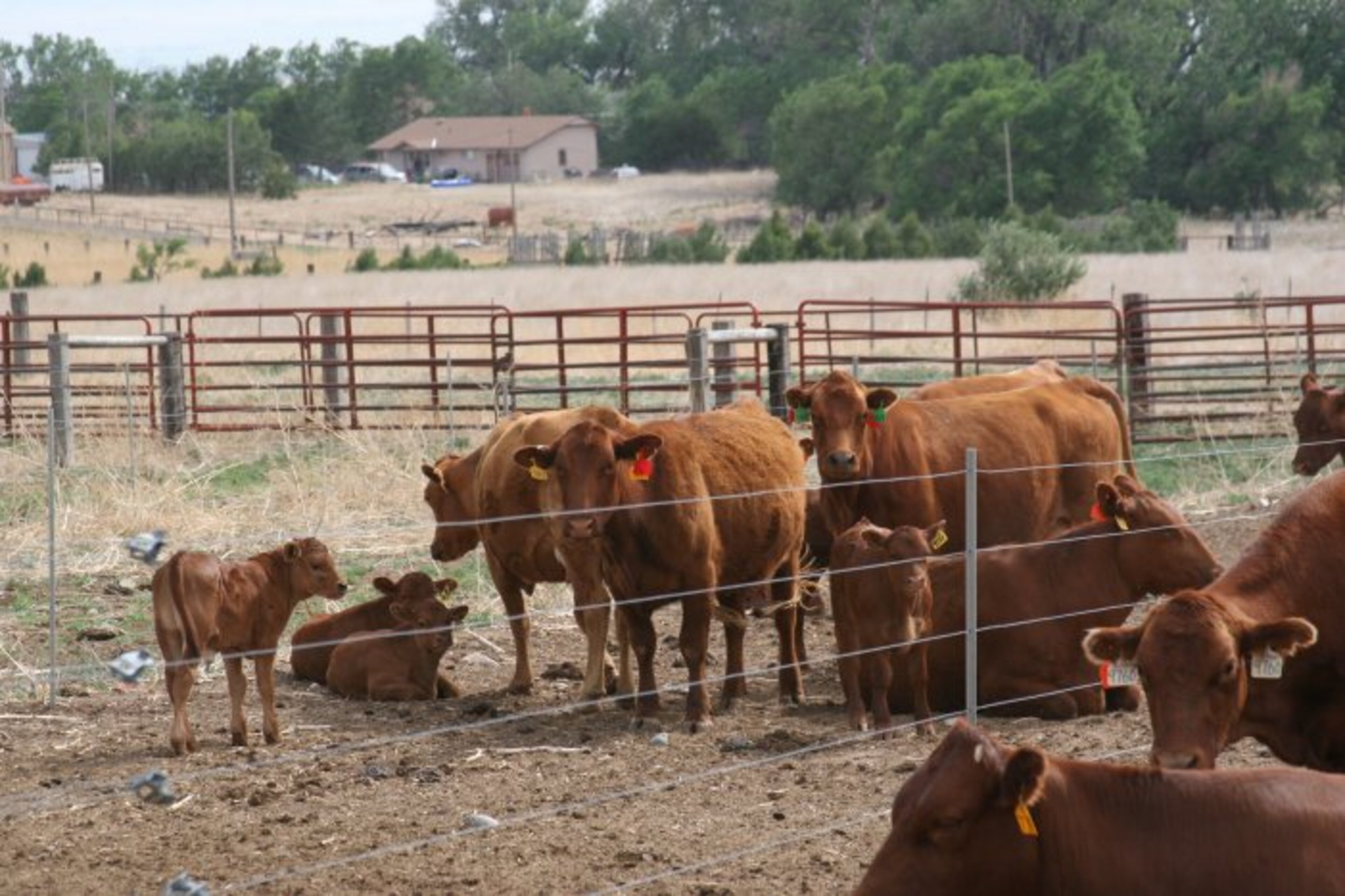 Tips for Managing Cow-calf Pairs through a Drought | UNL Beef | Nebraska