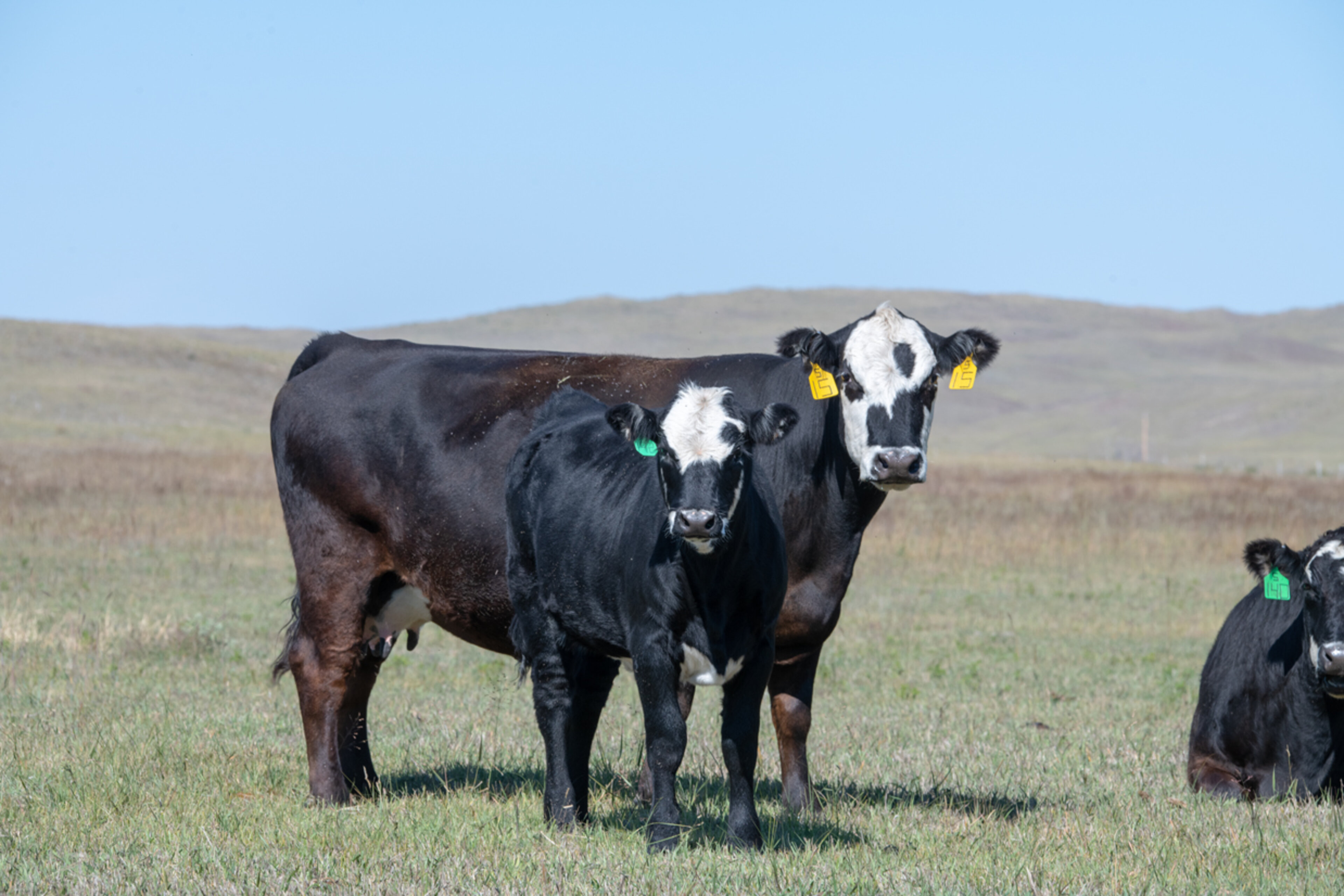 Strategies to Consider When Culling Cows in 2025 | UNL Beef | Nebraska