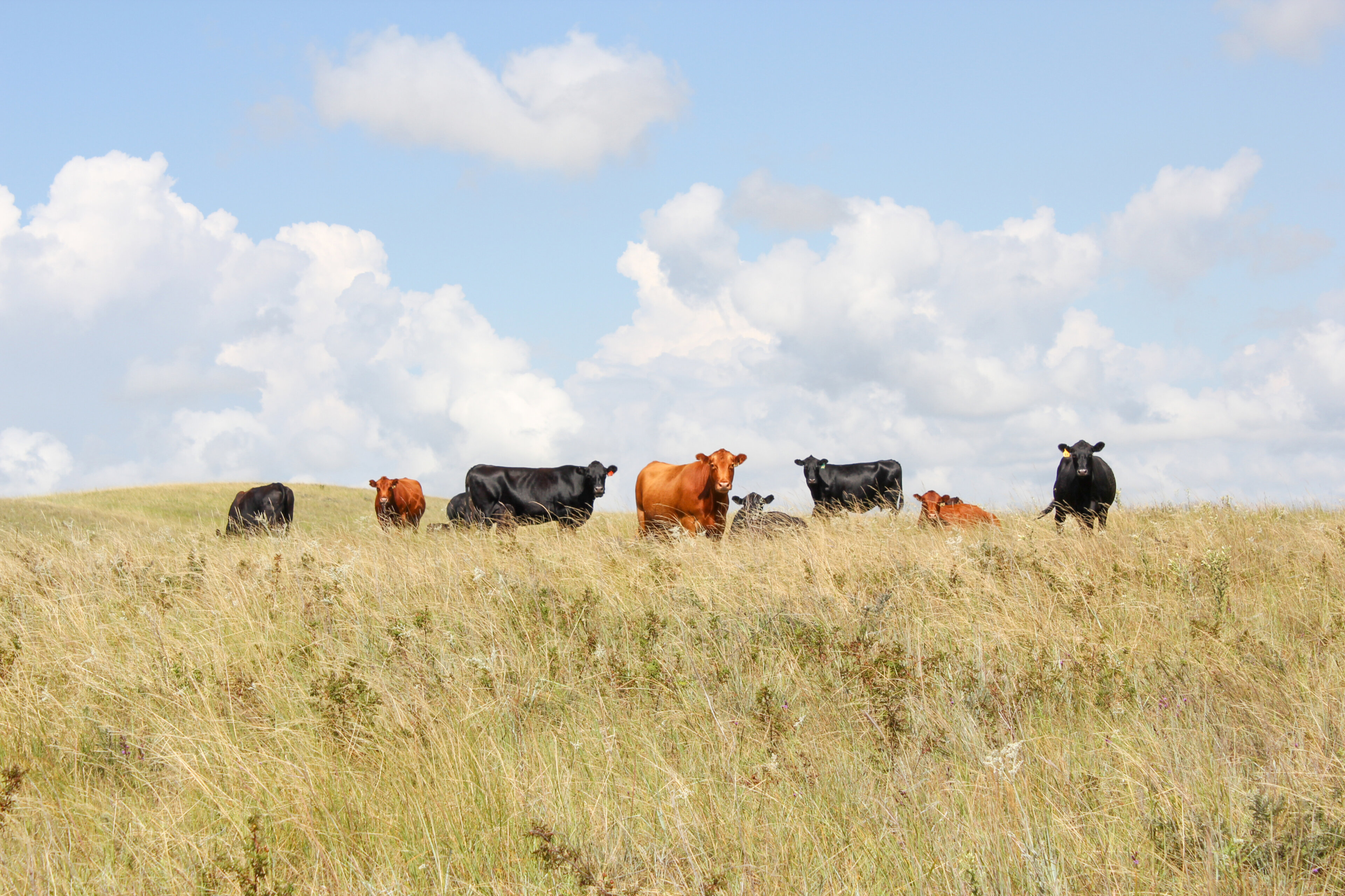 Fall Grazing Management: Balancing Forage Use and Recovery | UNL Beef ...