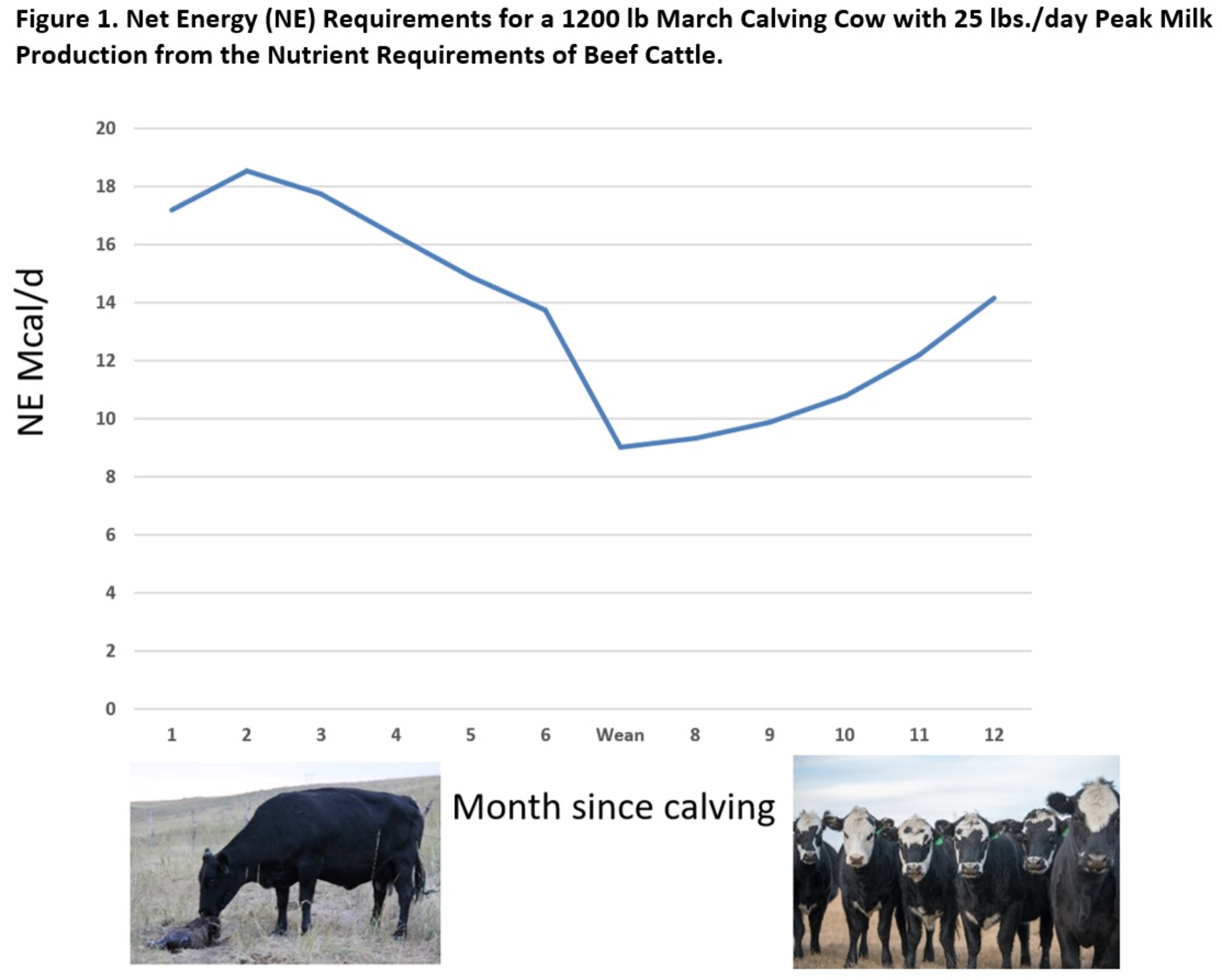 Cow Nutrition Considerations at Calving and Early Lactation - 2022 ...