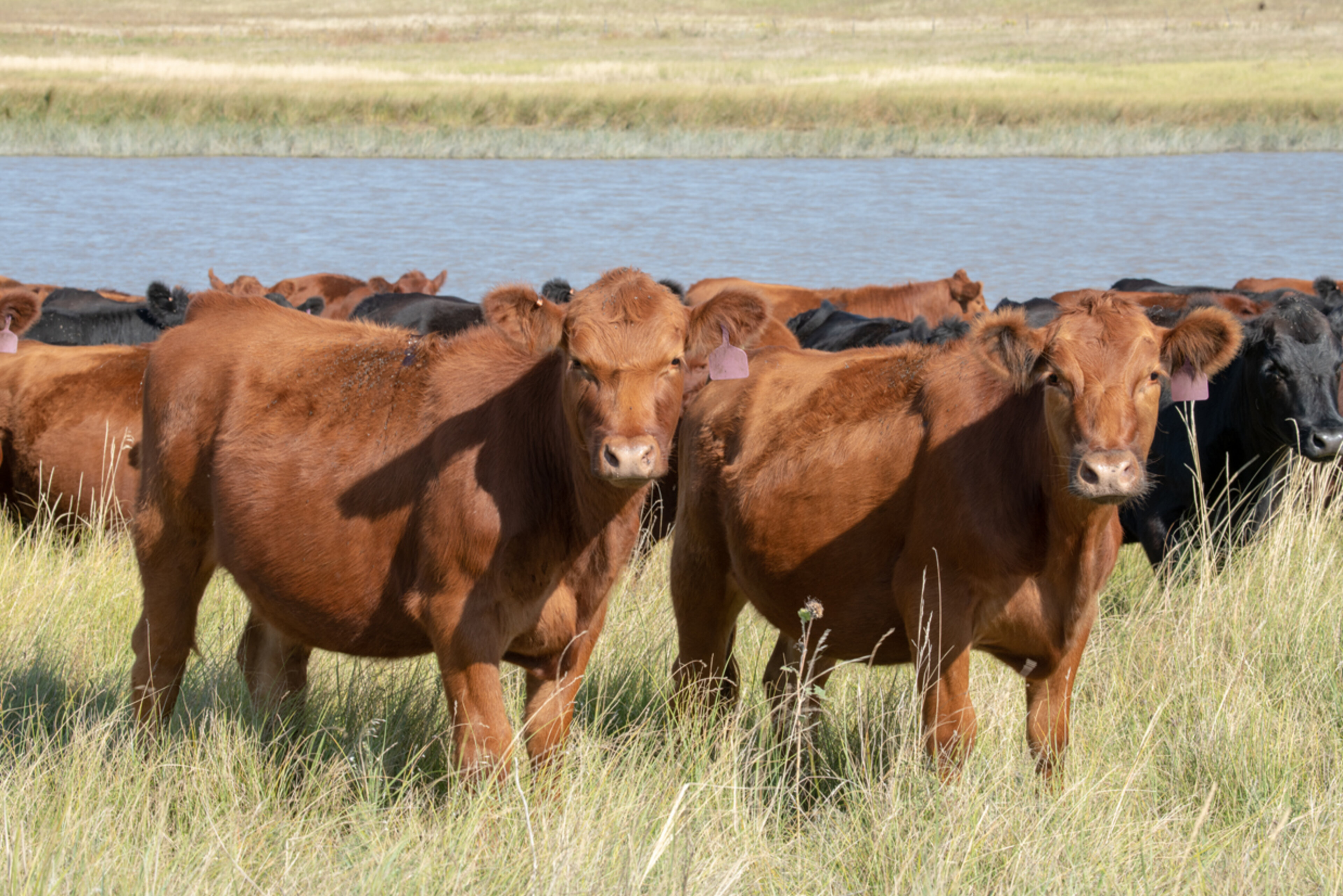 How to tell when a heifer is in heat | UNL Beef | Nebraska
