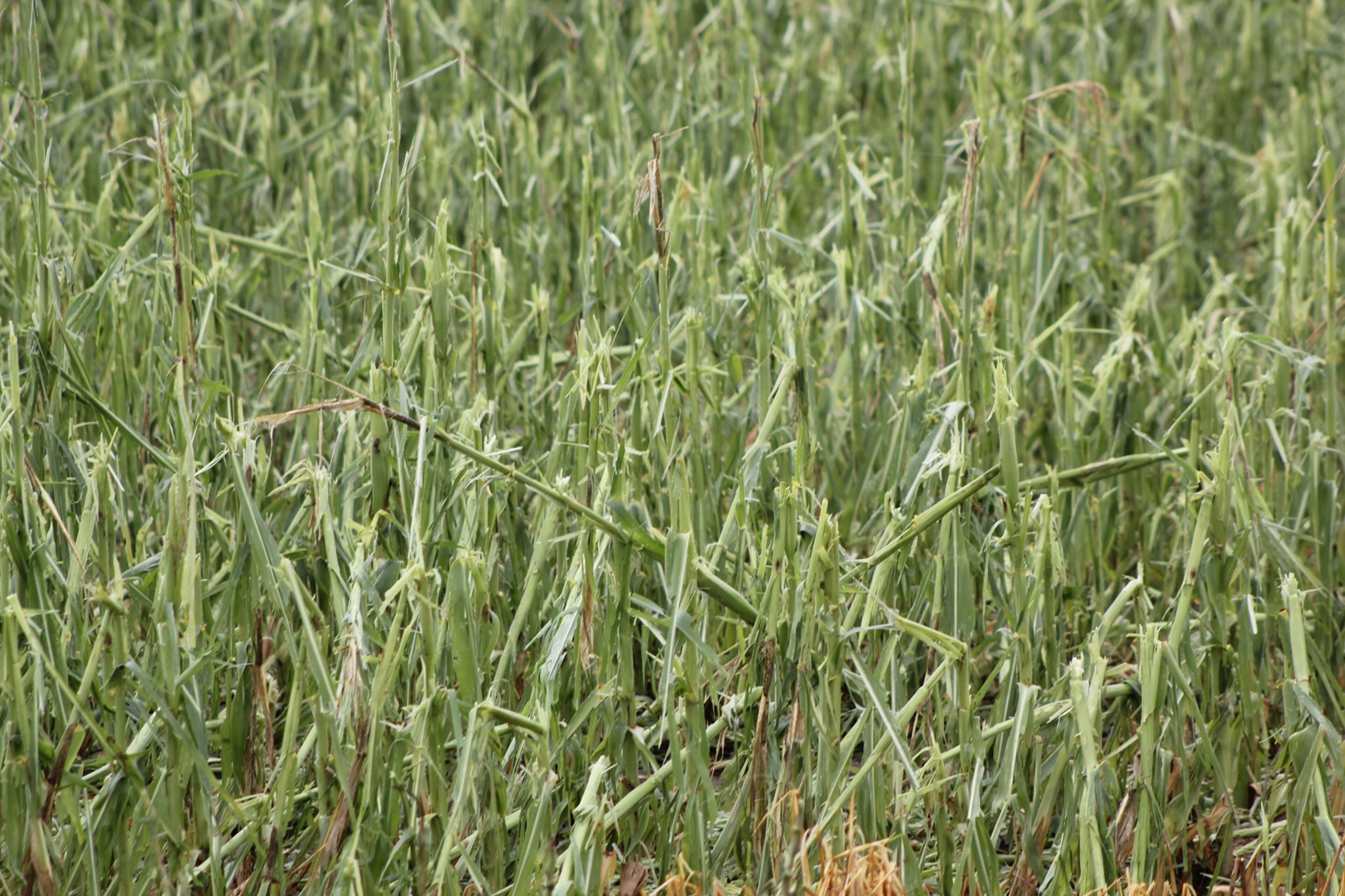 Making Silage from Late Season Hail Damaged Corn | UNL Beef | Nebraska