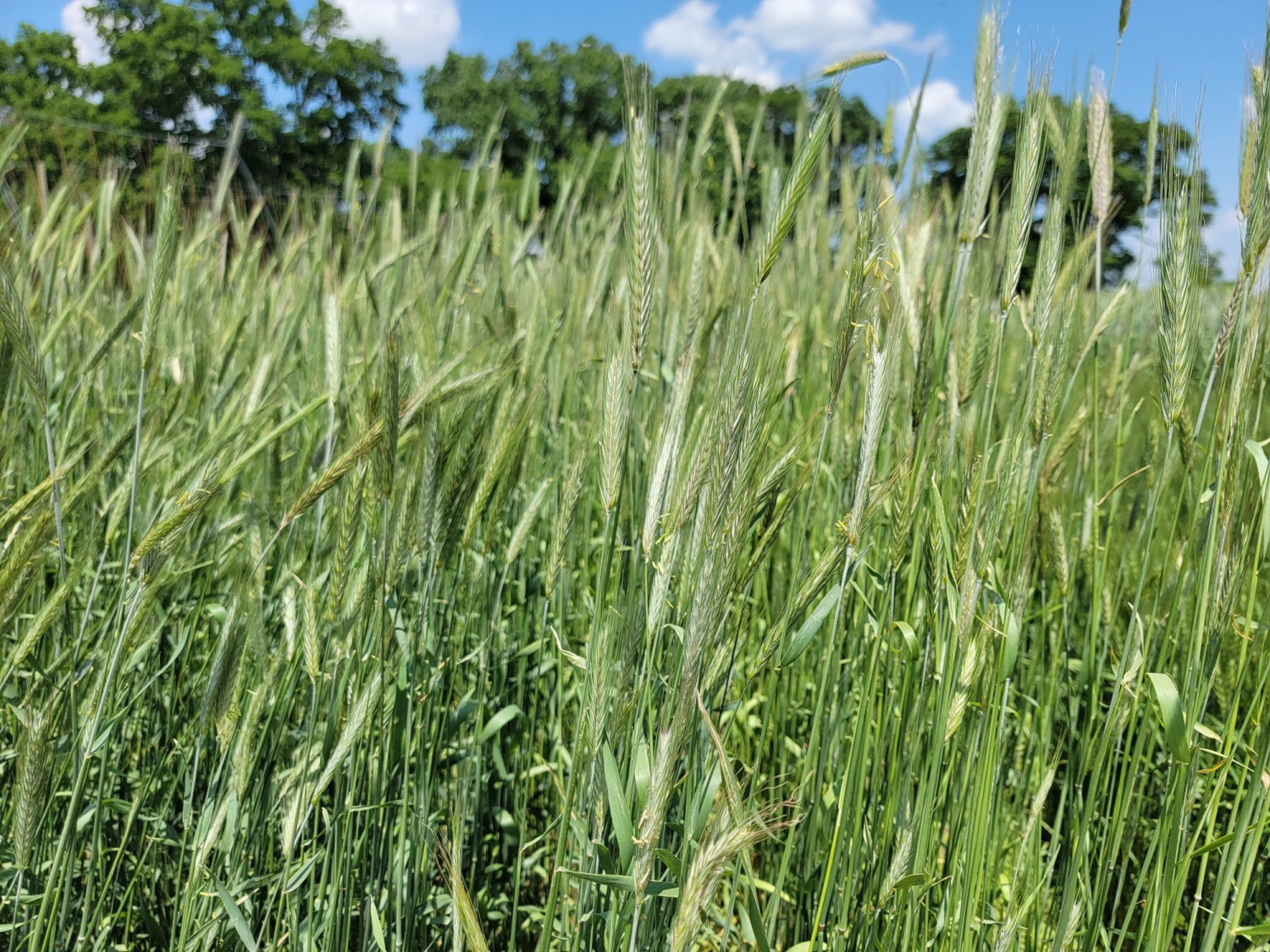 Pros and Cons of Fall-planting Winter and Spring Small Grains | UNL ...