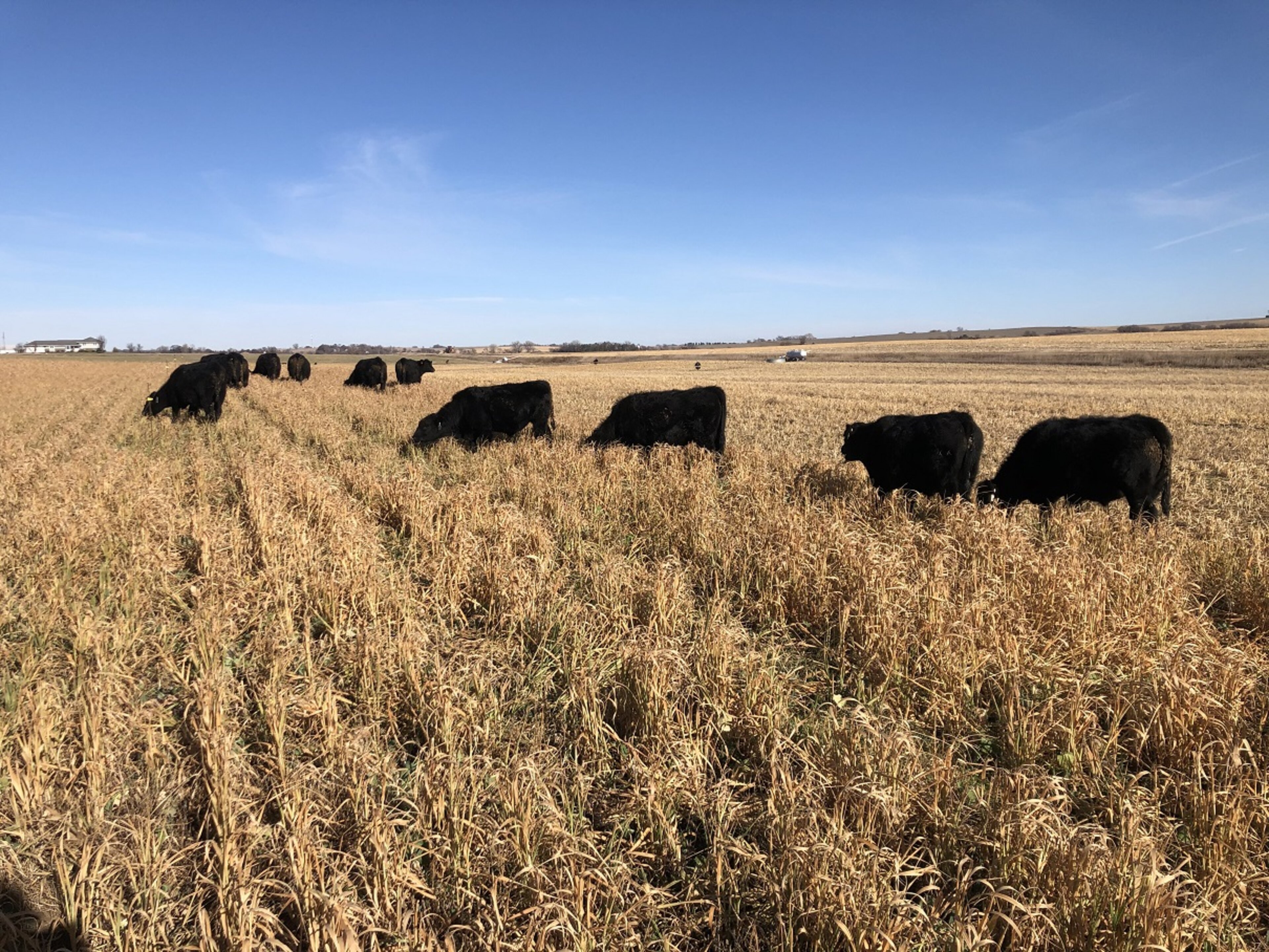 Getting more out of fall and winter grazing | UNL Beef | Nebraska