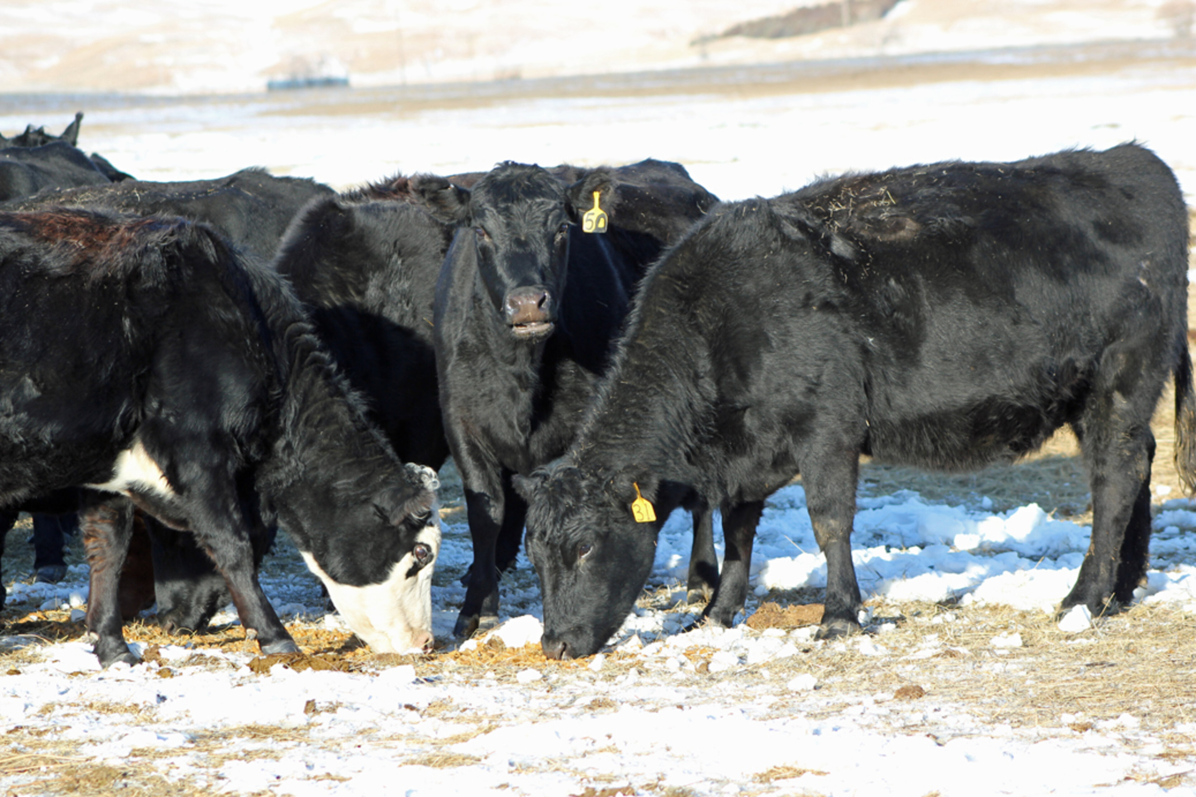 What to know before buying protein supplement | UNL Beef | Nebraska