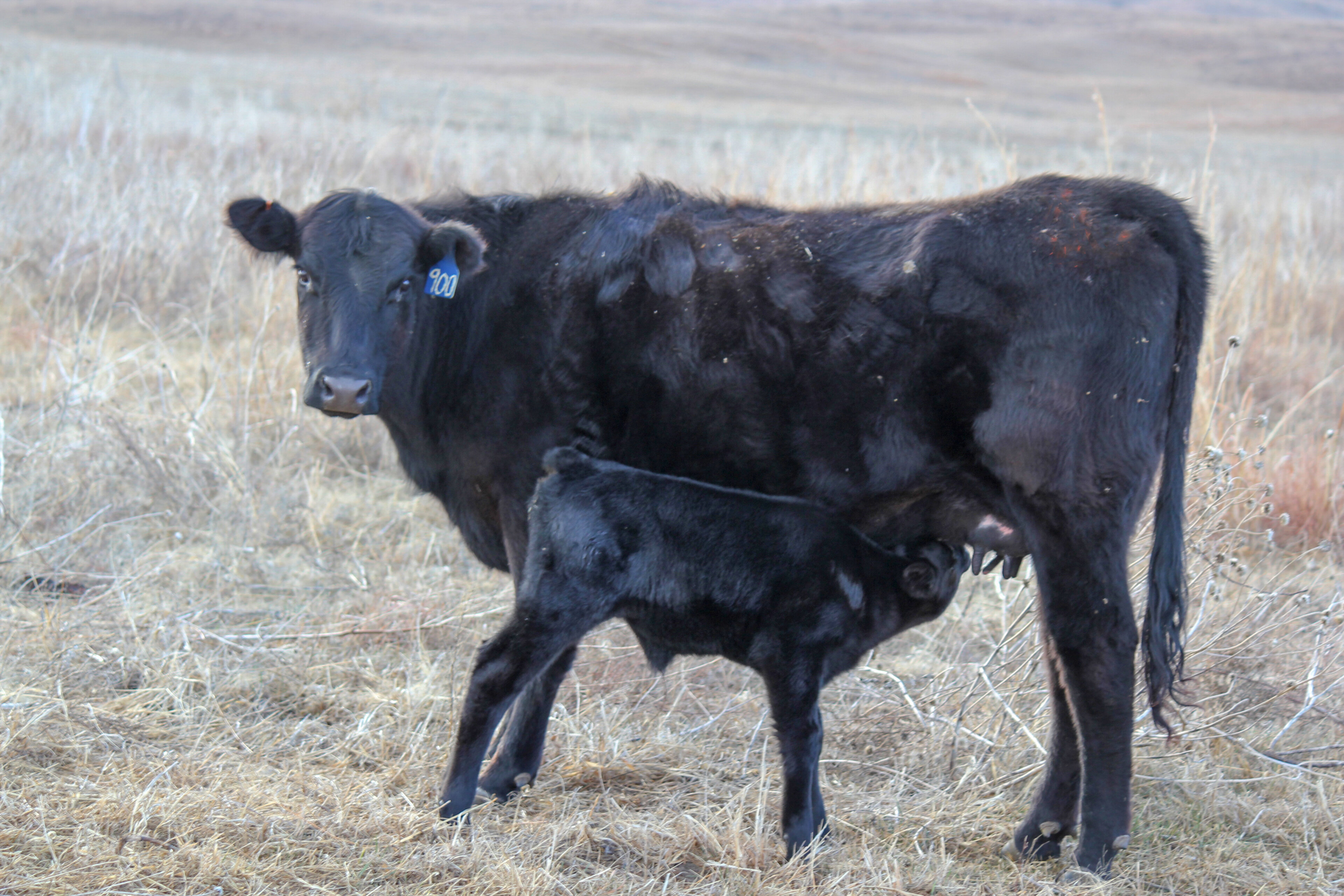 Chasing the Elusive Second Calf | UNL Beef | Nebraska