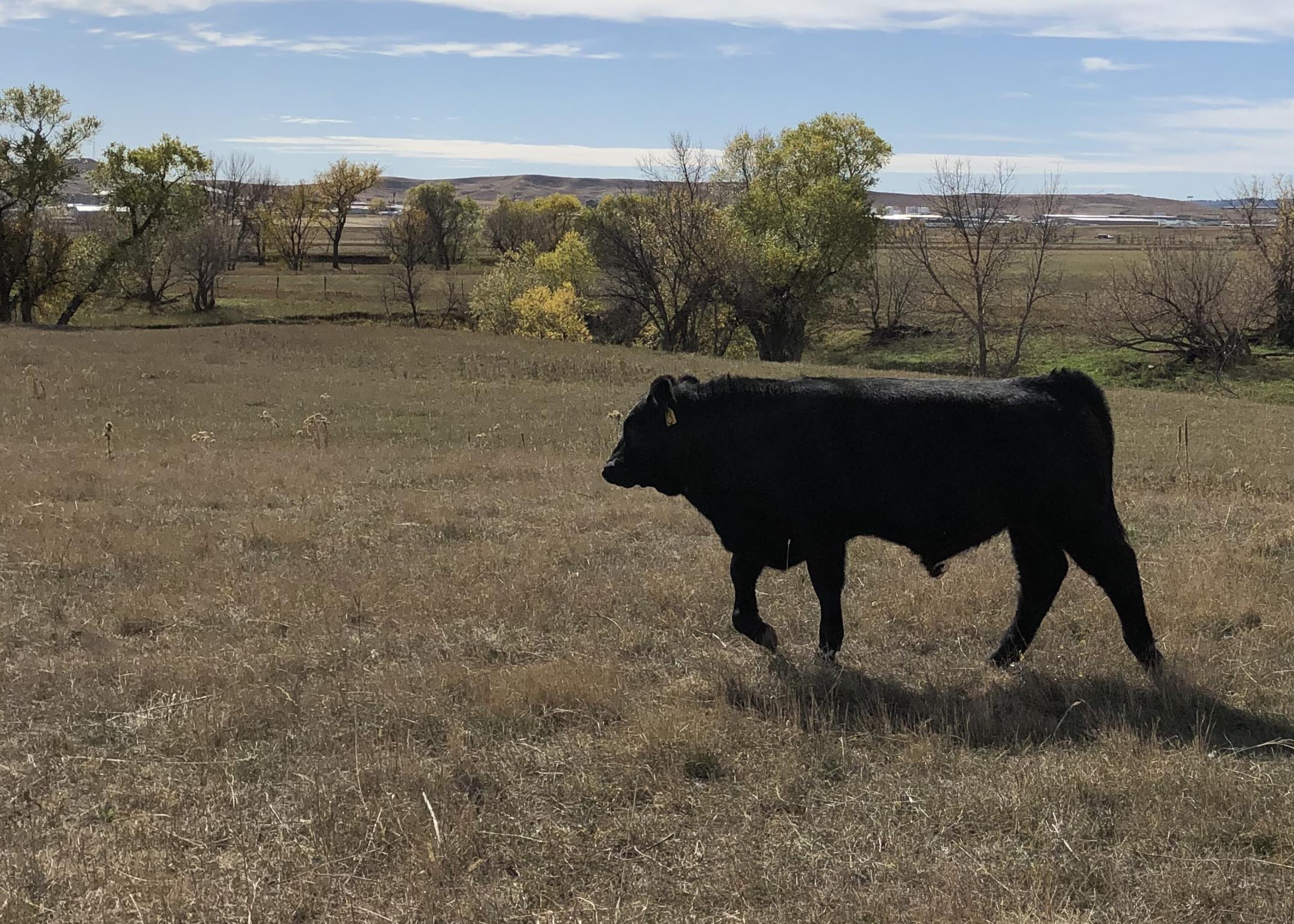Managing and developing young beef bulls | UNL Beef | Nebraska